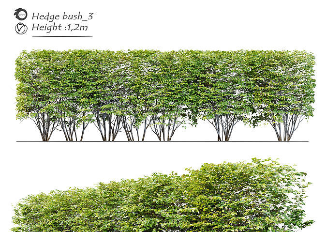 Hedge bush 3 3D model | CGTrader