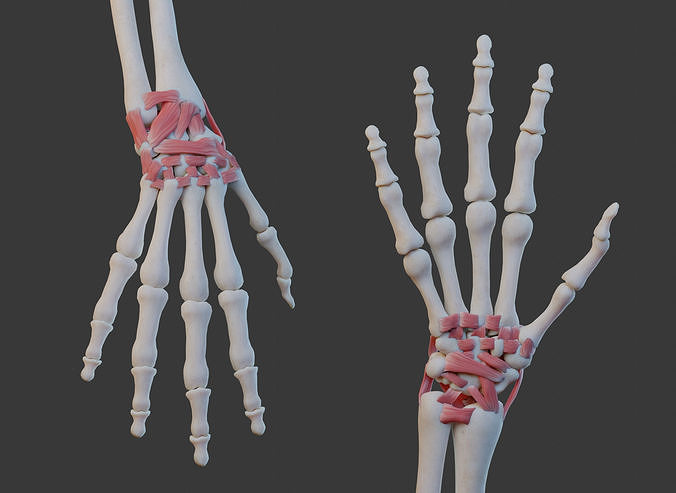 Wrist Joint Ligaments 3D model | CGTrader