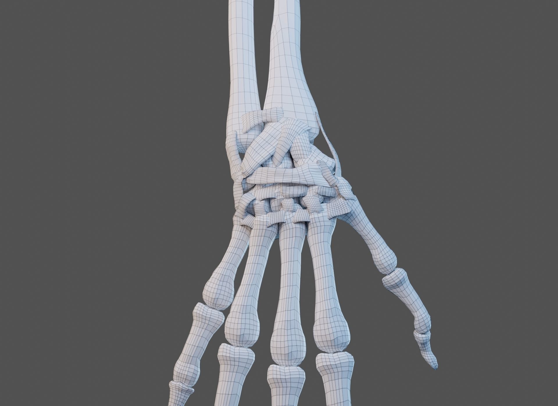 Wrist Joint Ligaments 3D model | CGTrader