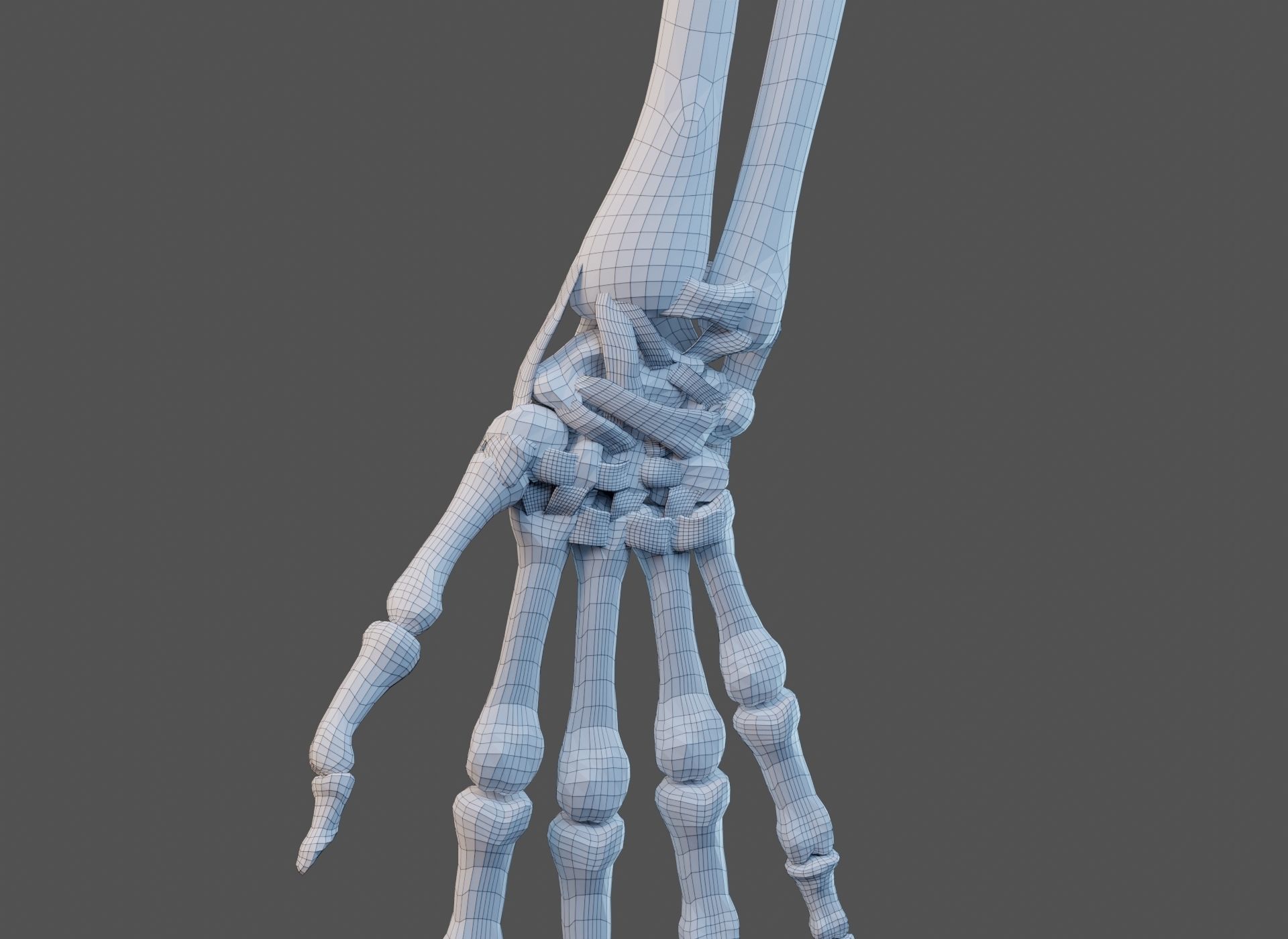 Wrist Joint Ligaments 3D model | CGTrader