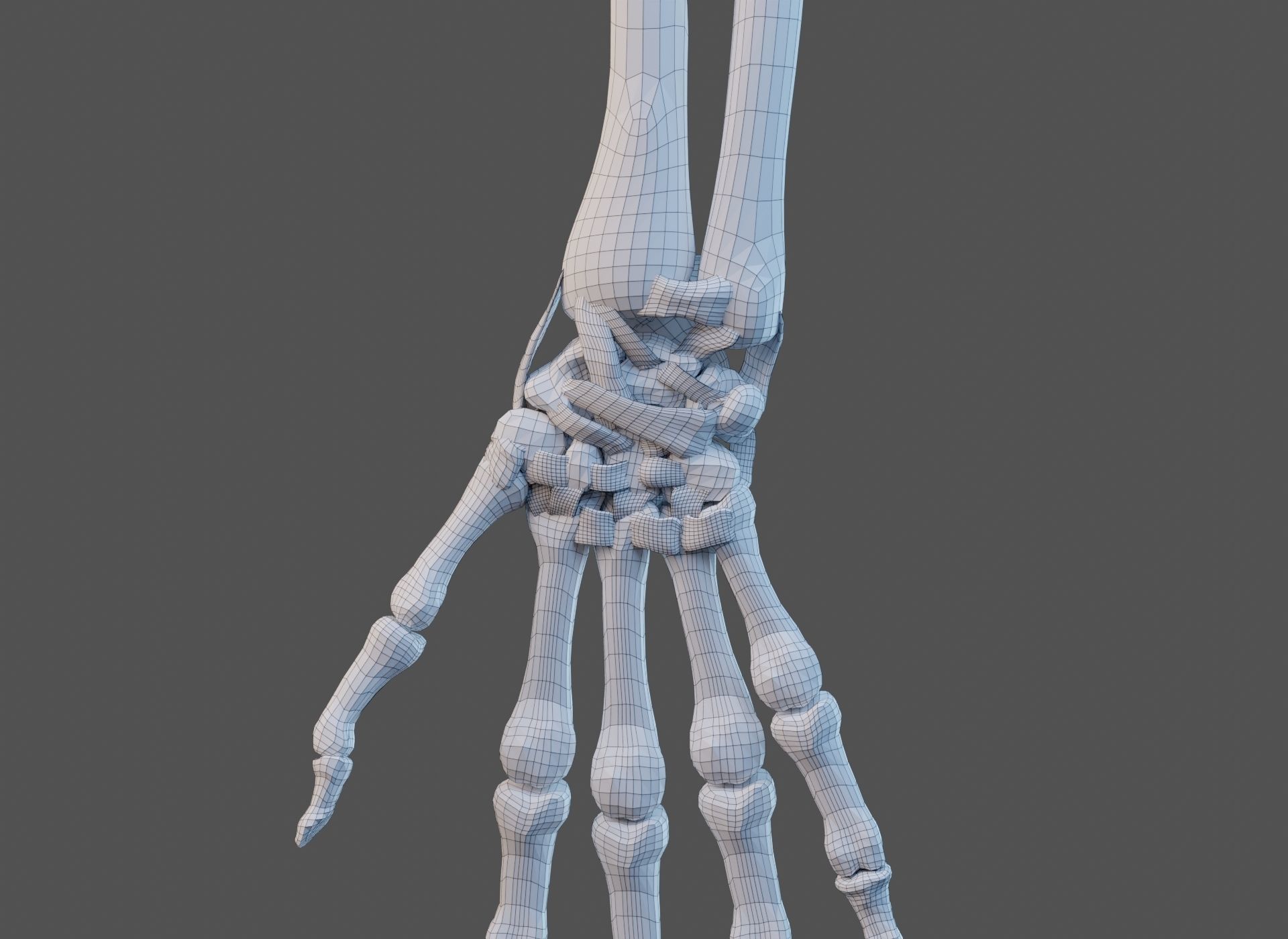 Wrist Joint Ligaments 3d Model Cgtrader