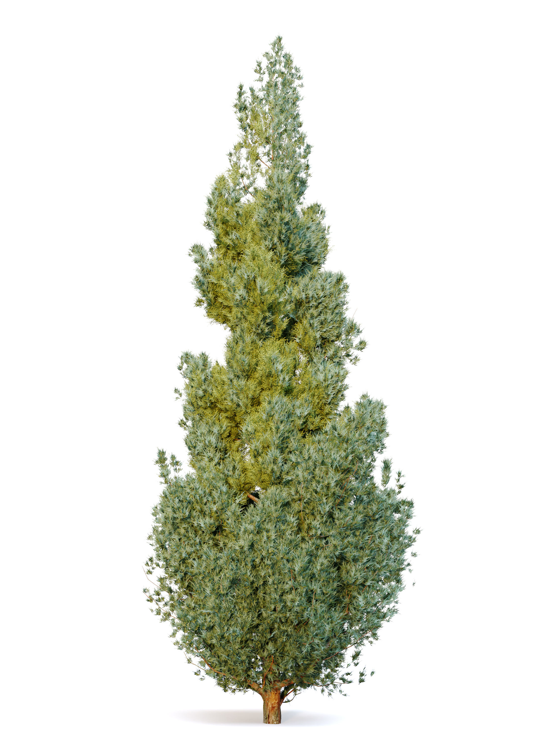 Moonglow juniper 3D model | CGTrader