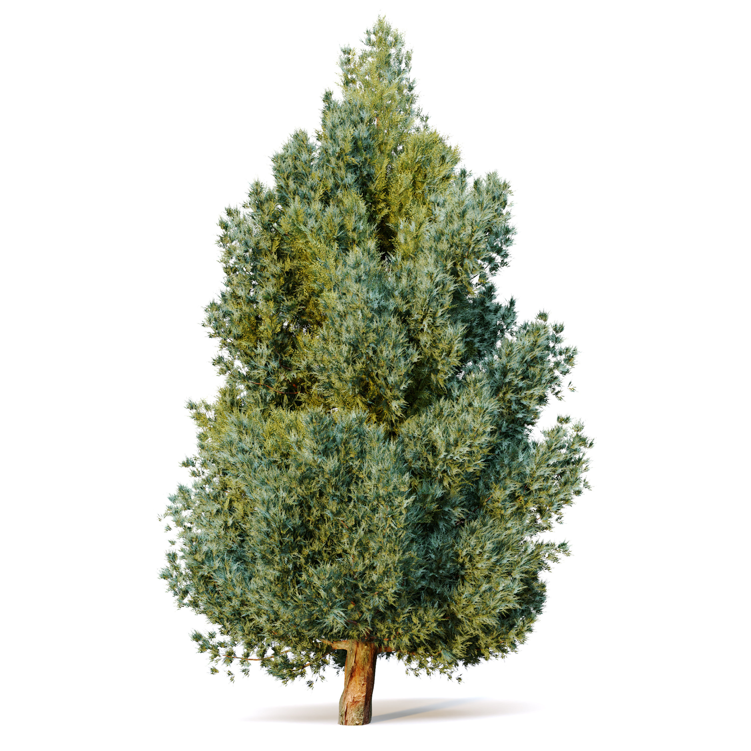Moonglow juniper 3D model | CGTrader