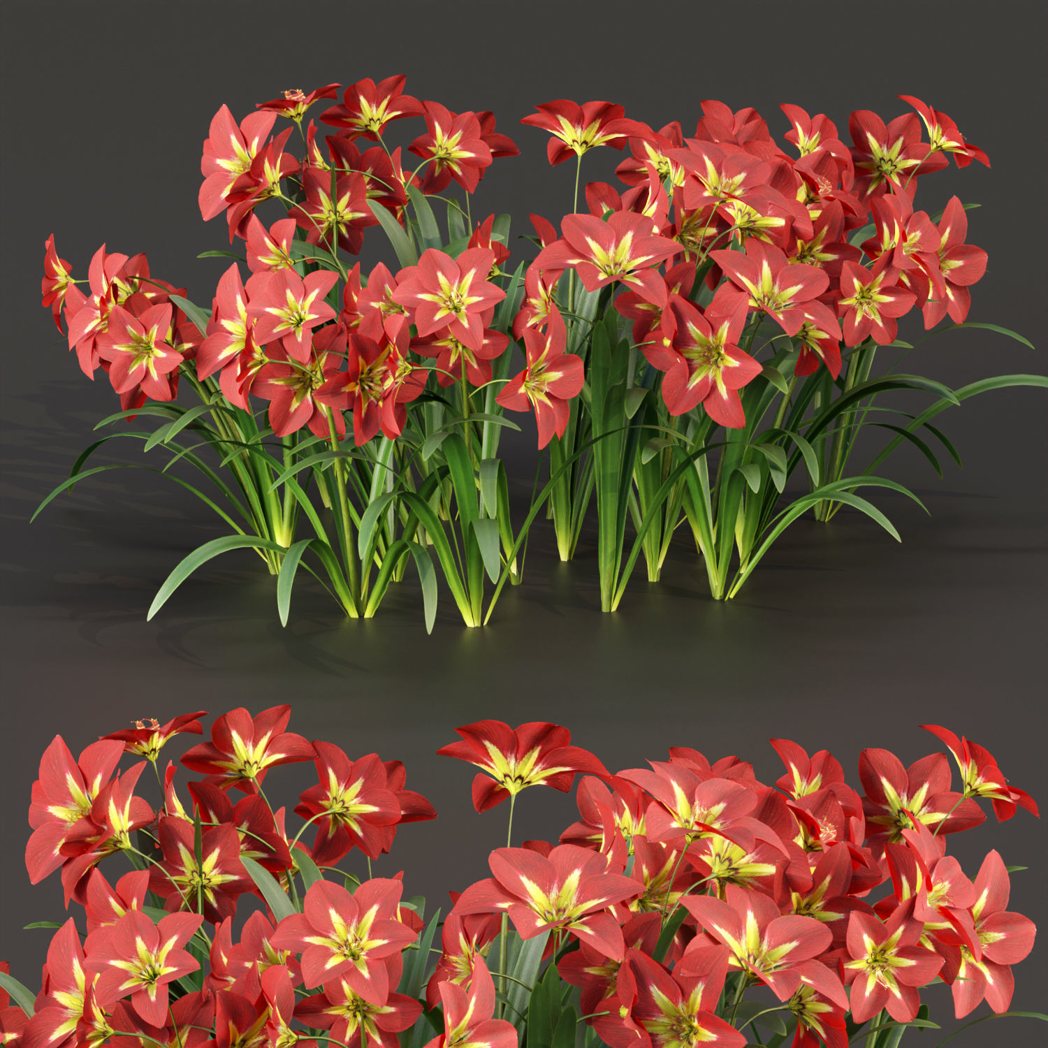 Amaryllis flowers vol 128 3D model | CGTrader