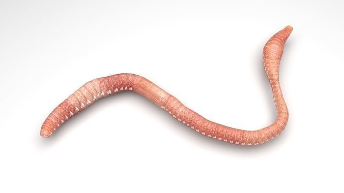 Earthworm 3D model | CGTrader