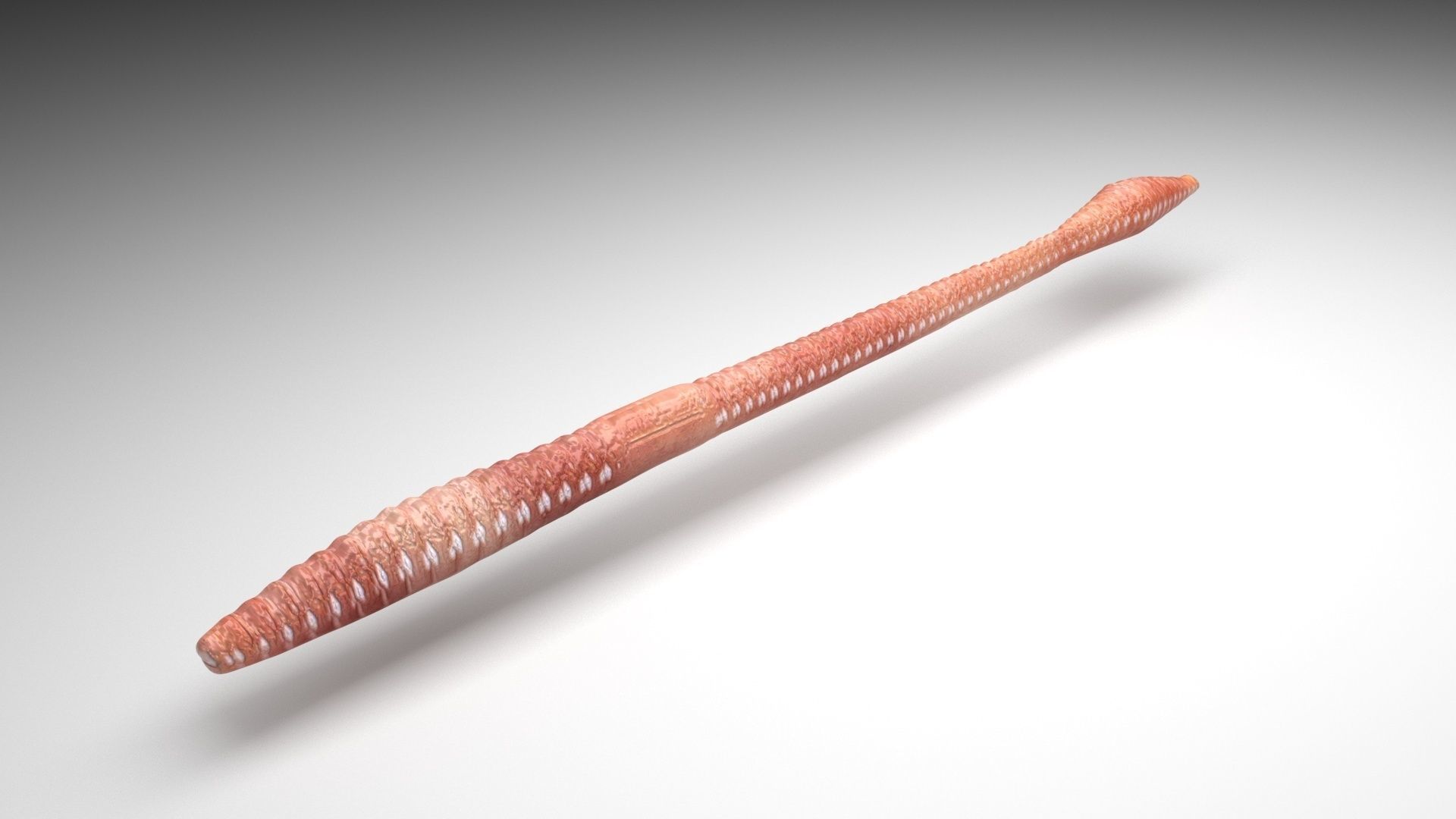Straight Earthworm 3D model | CGTrader
