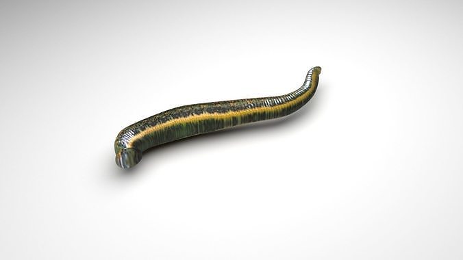 Leech Hirudo Medicinalis 3D model | CGTrader