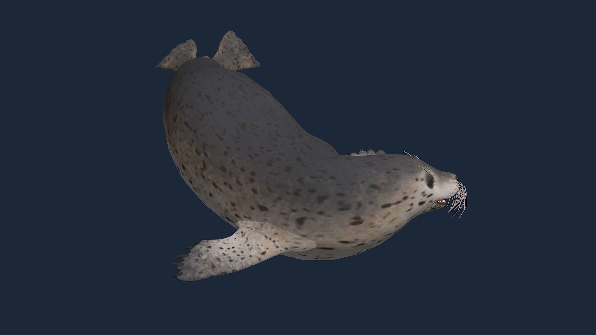 3D model animated seal sea lion VR / AR / low-poly | CGTrader