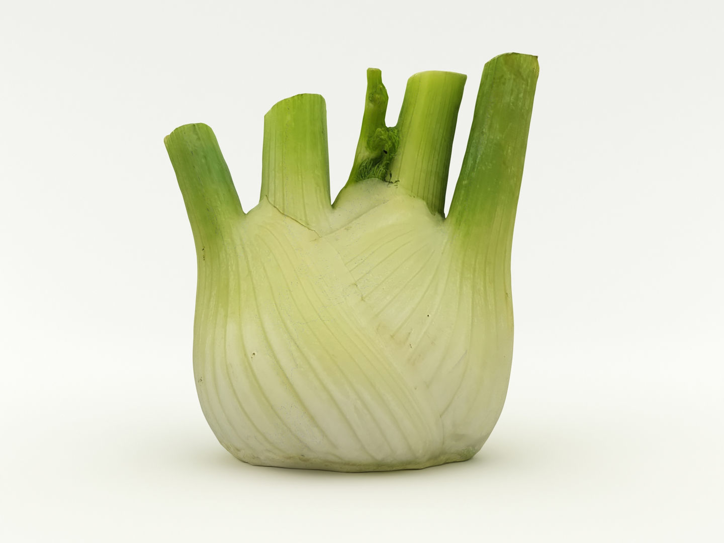 Fennel Bulb 3D model | CGTrader