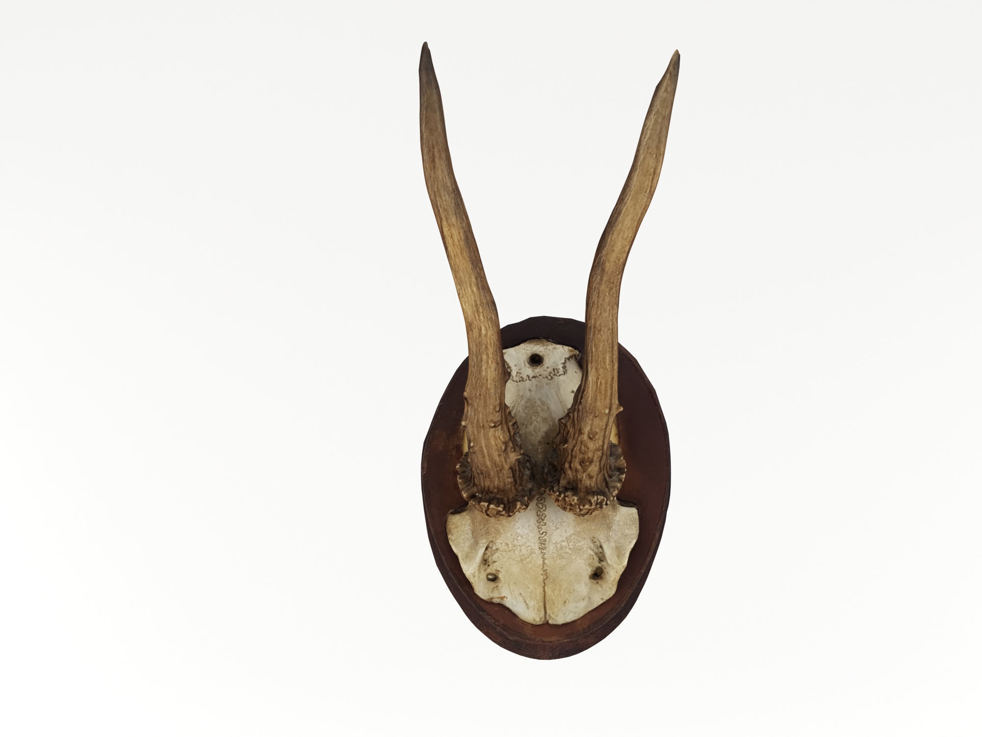 Deer Antler Trophy 3D model | CGTrader