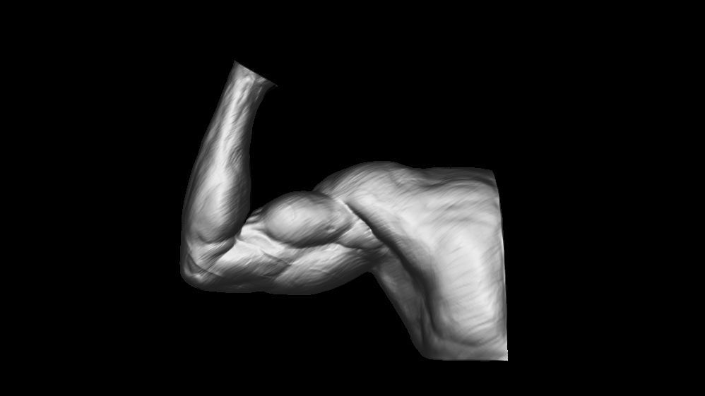 free arm sculpture anatomy 3dprint free 3D model | CGTrader