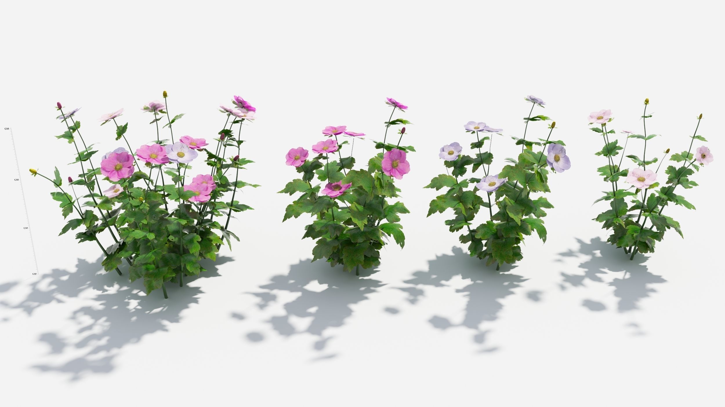 Anemone hibiscus flower 3D model | CGTrader