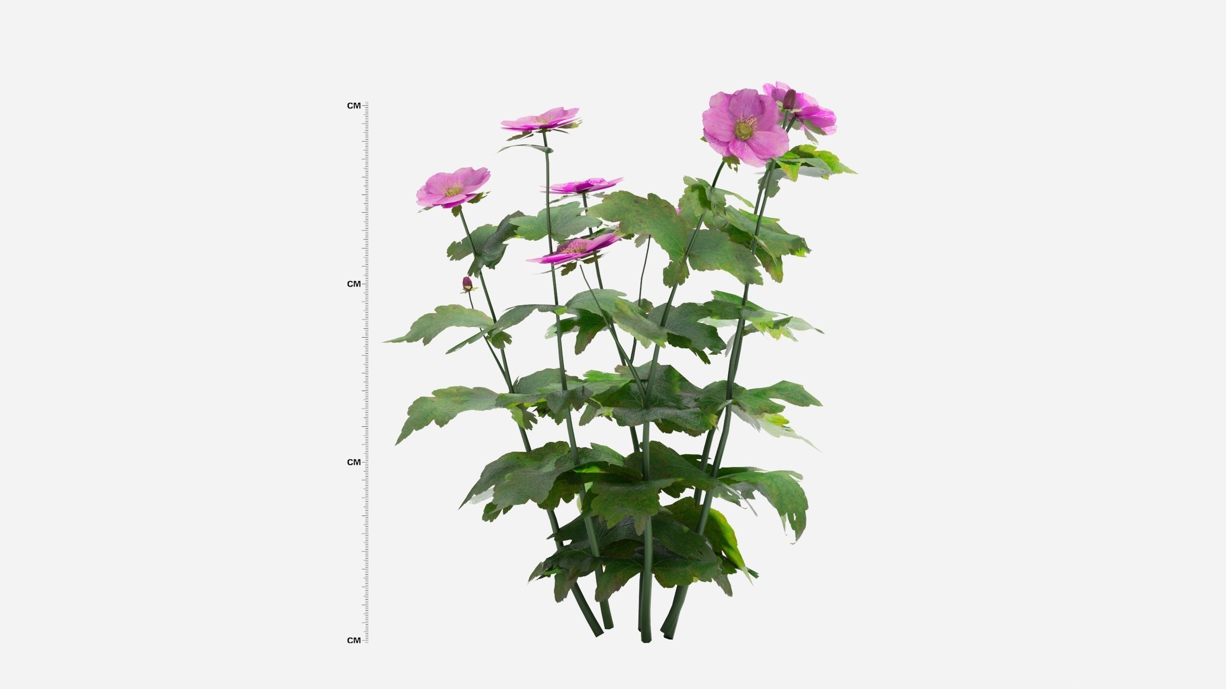 Anemone 3D model | CGTrader