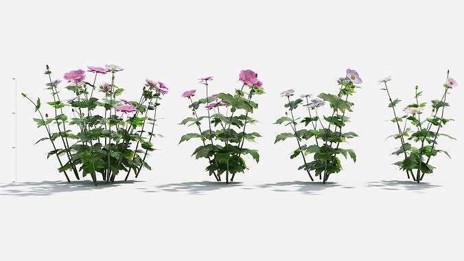 Anemone hibiscus flower 3D model | CGTrader