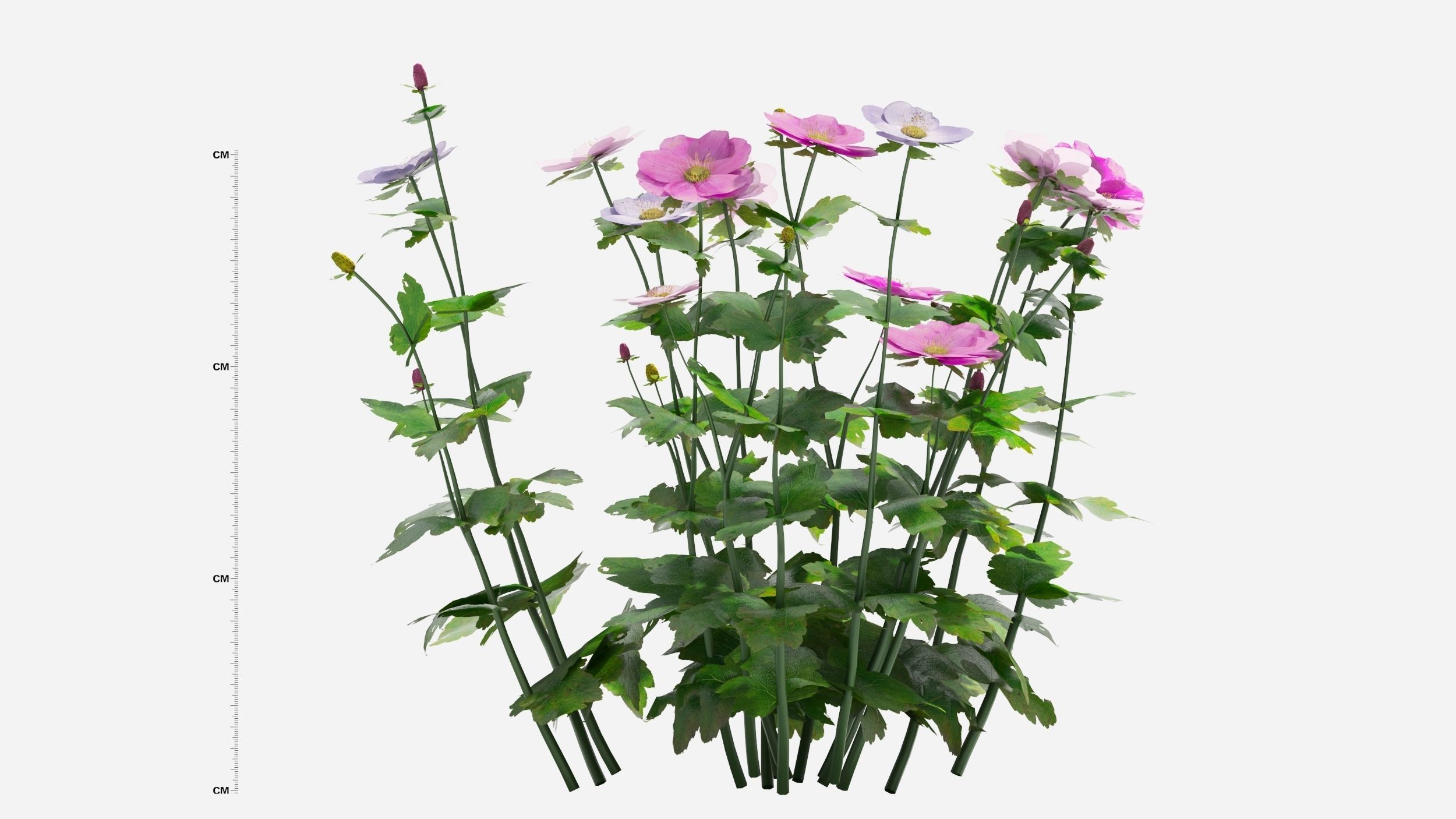 Anemone hibiscus flower 3D model | CGTrader