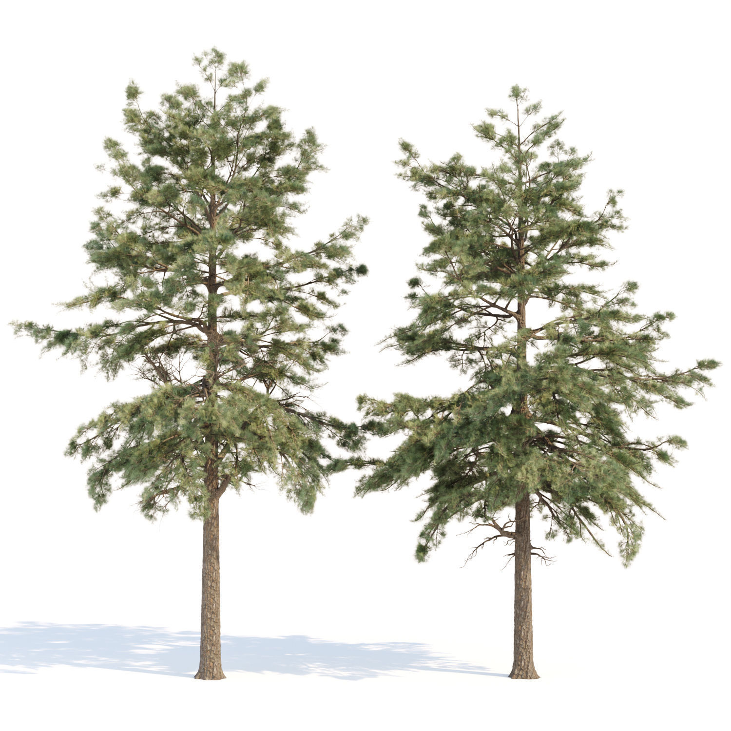 Conifer trees collection vol 130 3D model | CGTrader