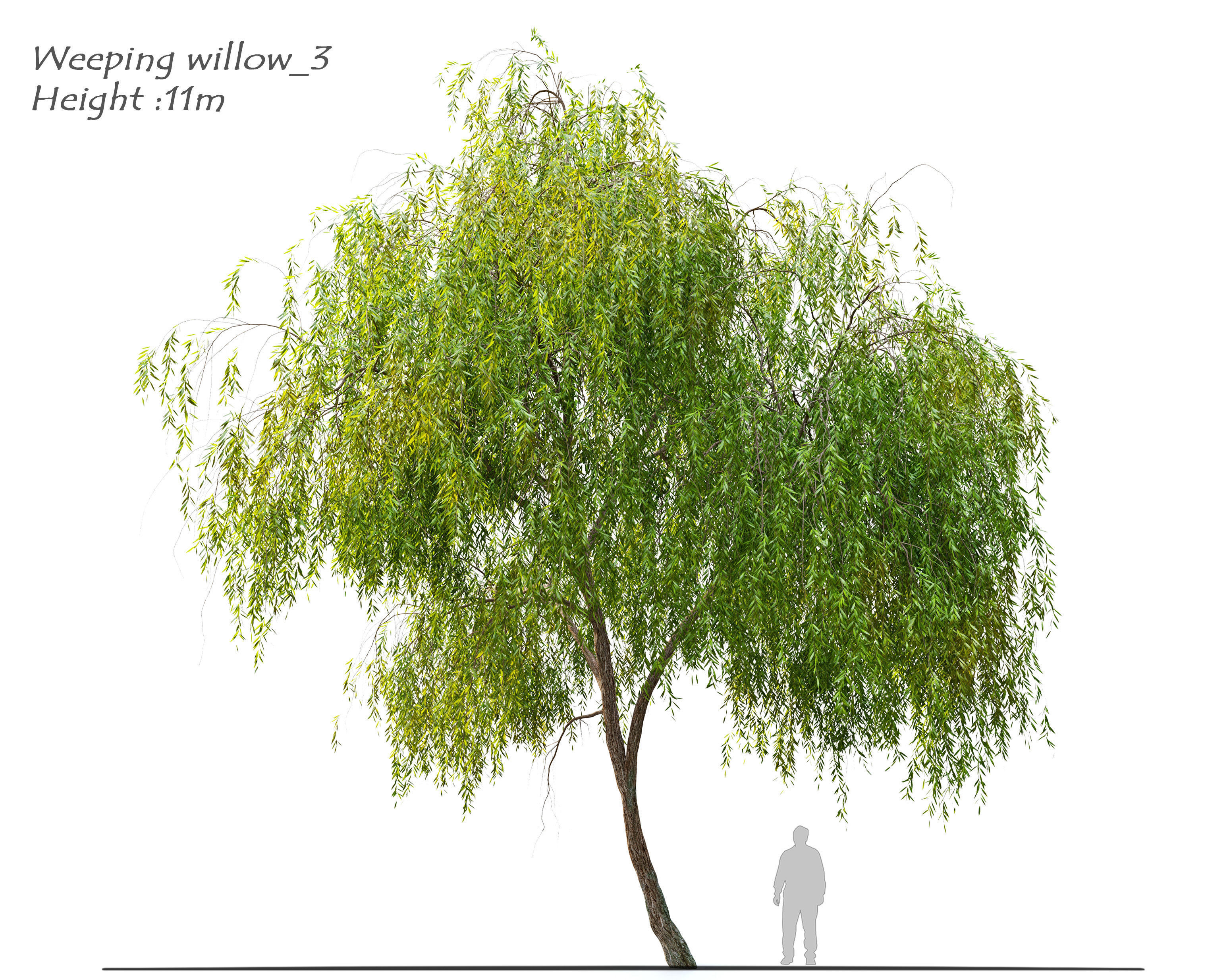 Weeping willow 3 3D model | CGTrader