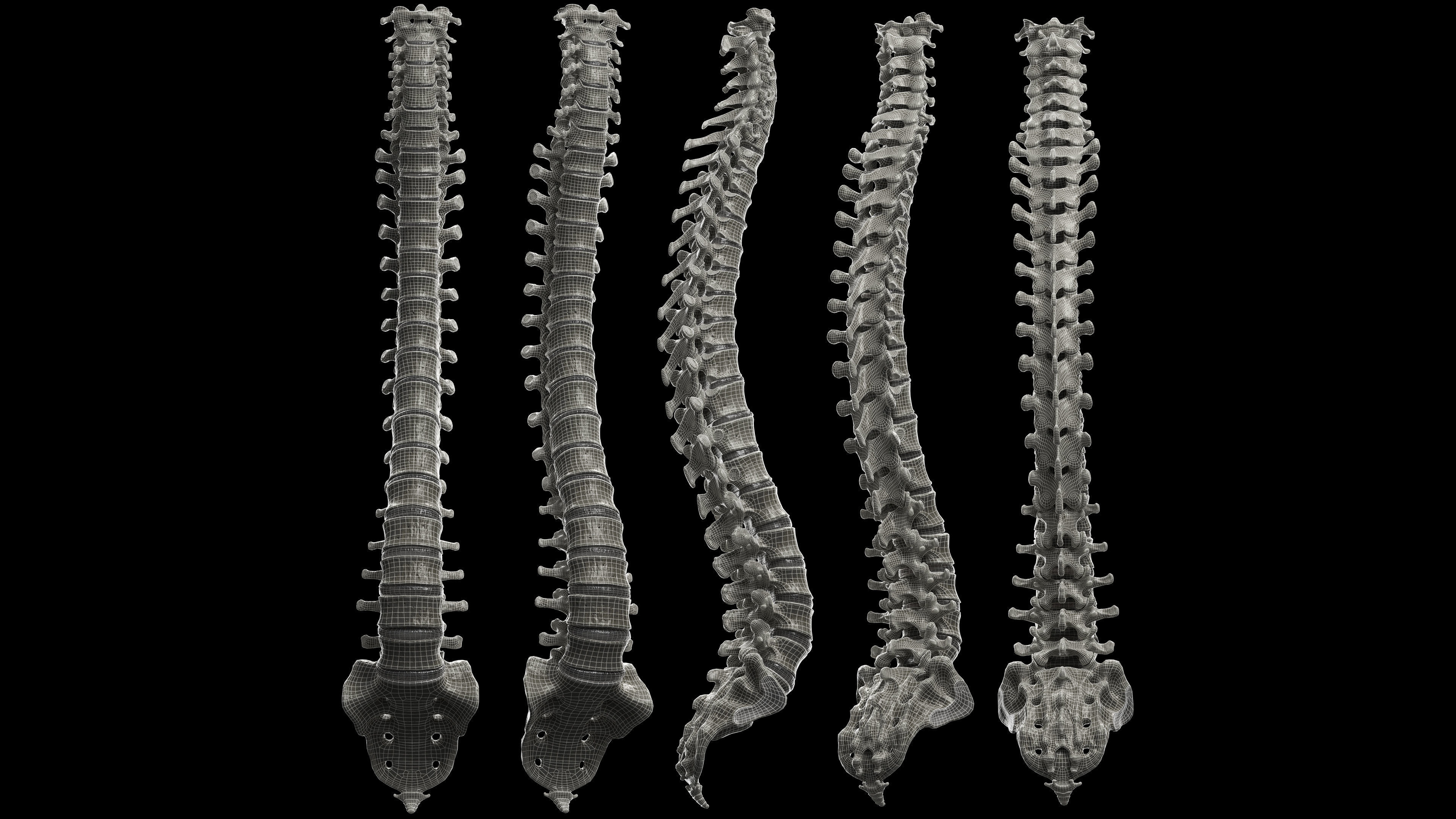 Human Skeleton - Skeletal System 3D model | CGTrader