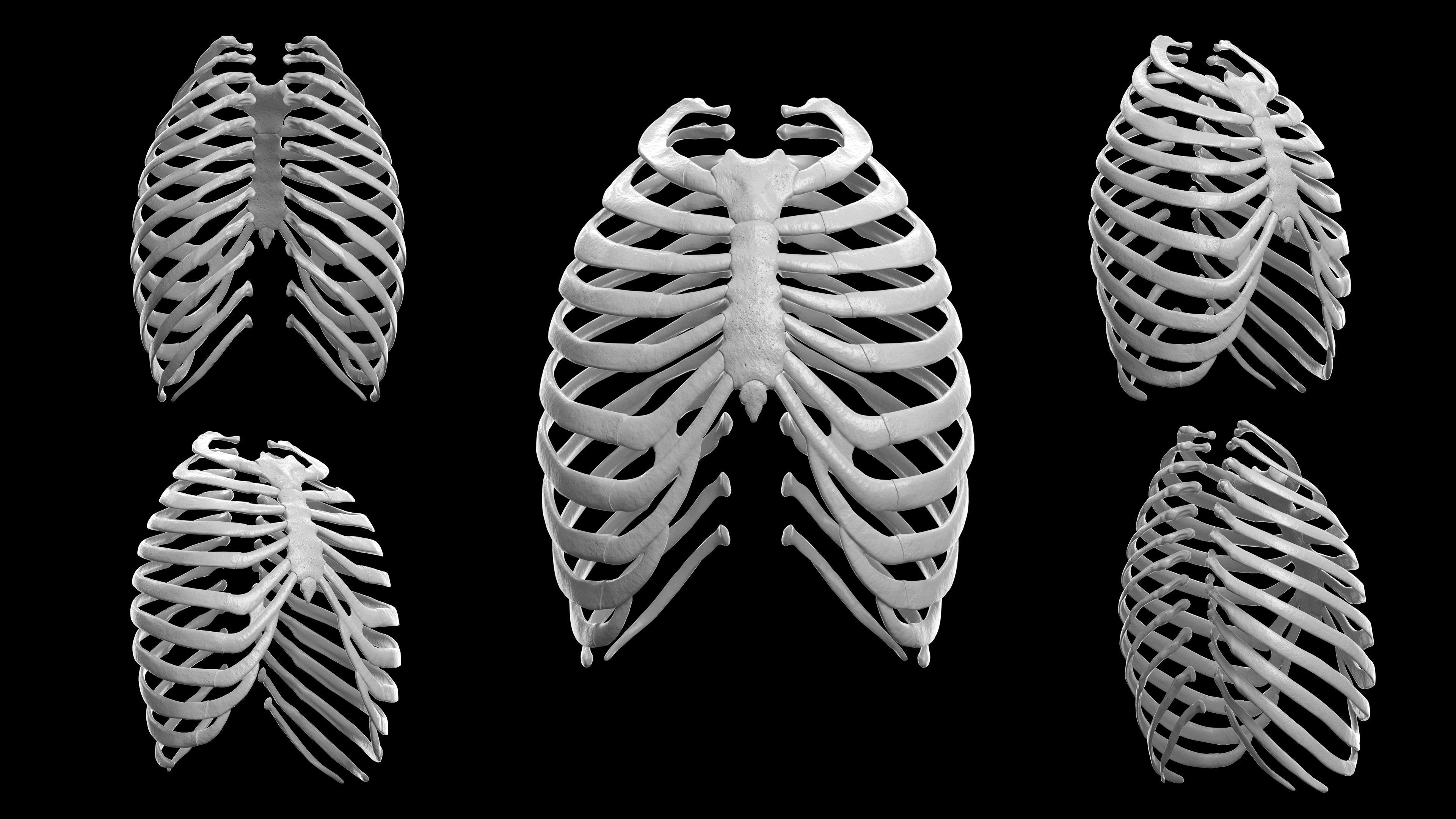 Human Skeleton - Skeletal System 3D model | CGTrader