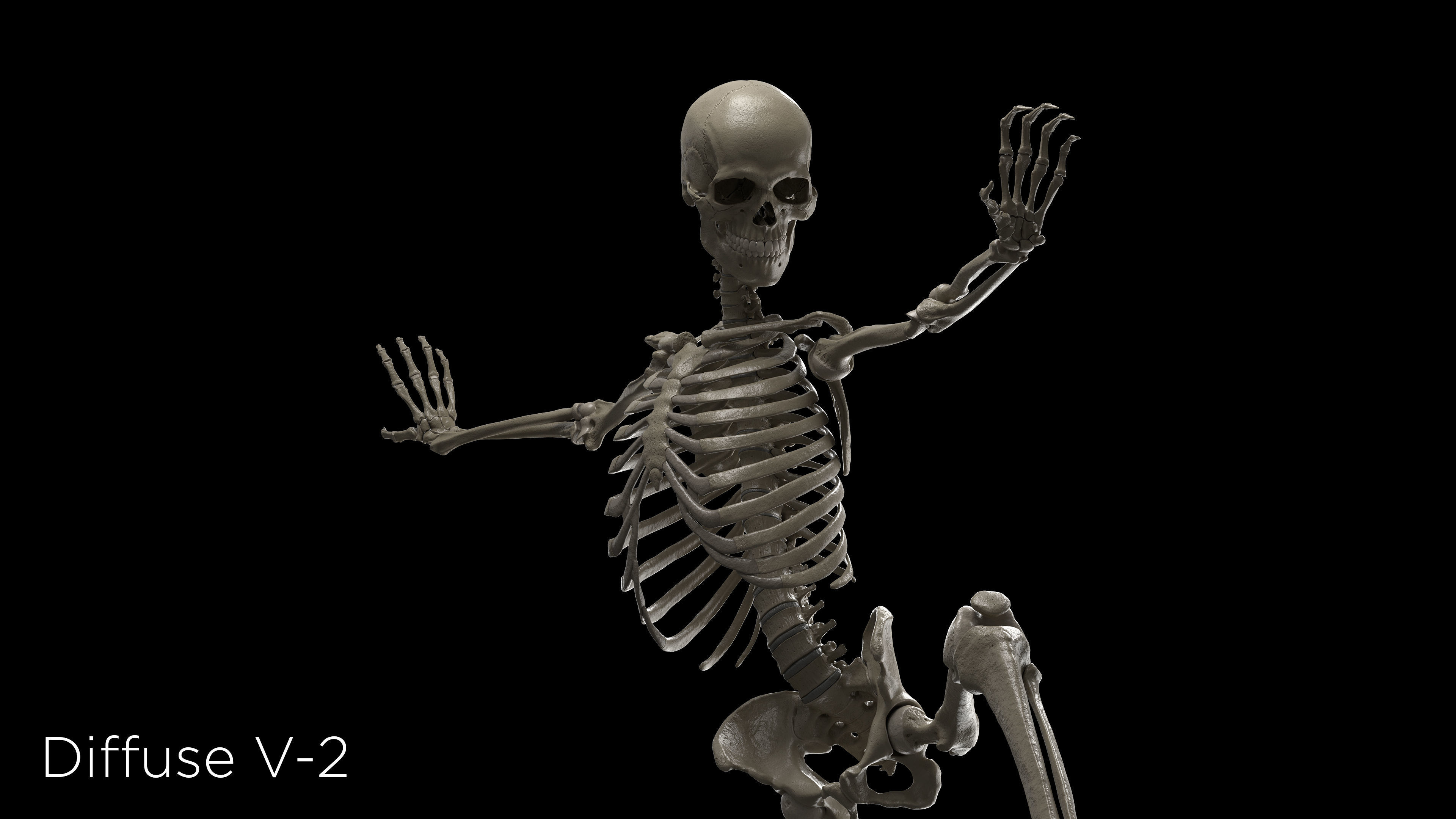 Human Skeleton - Skeletal System 3D model | CGTrader