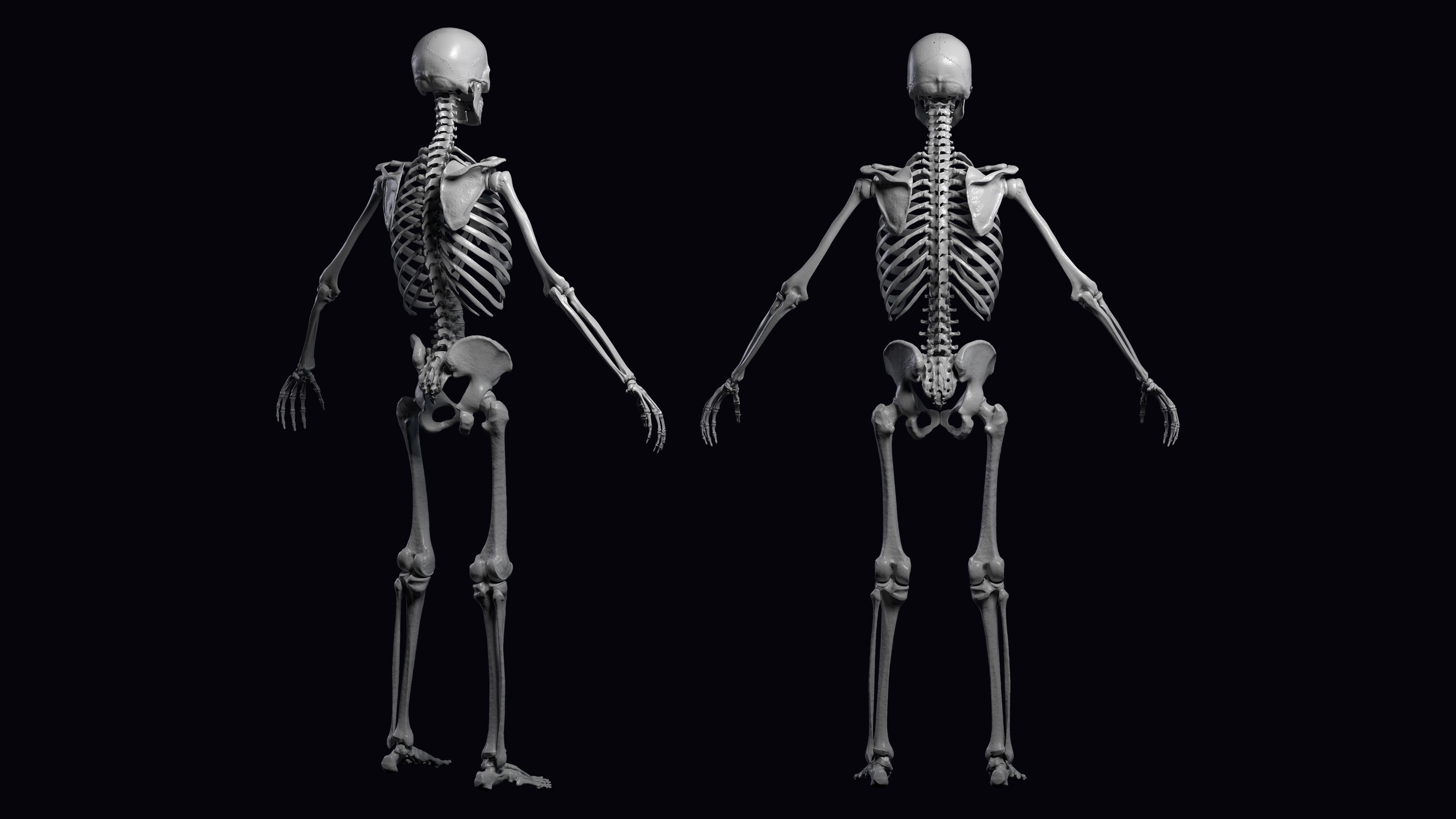 Human Skeleton - Skeletal System 3D model | CGTrader