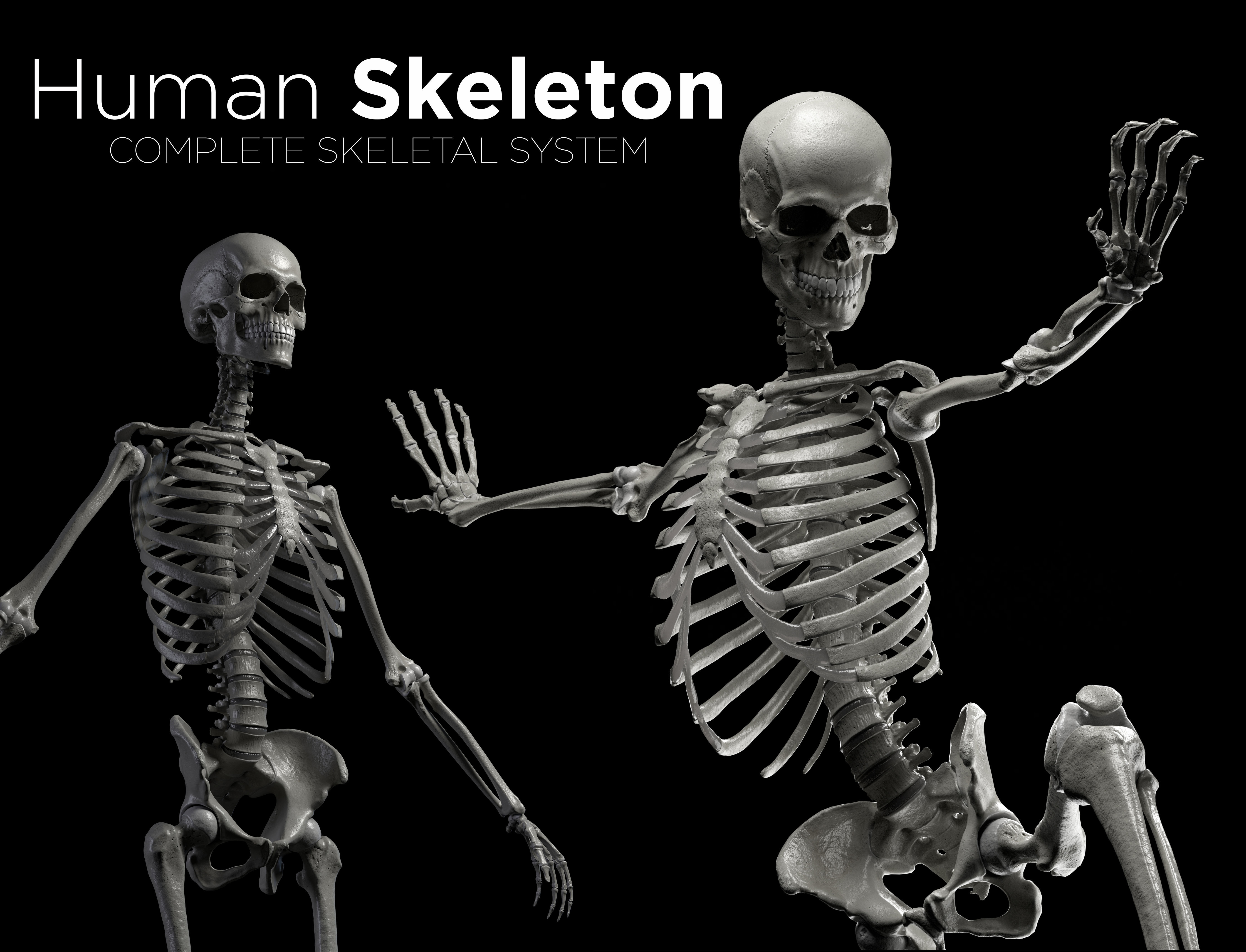 Human Skeleton - Skeletal System 3D model | CGTrader