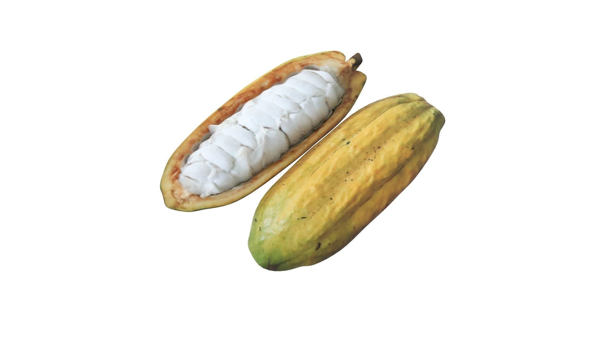 Opened and Unripe Cocoa Fruit 3D model | CGTrader
