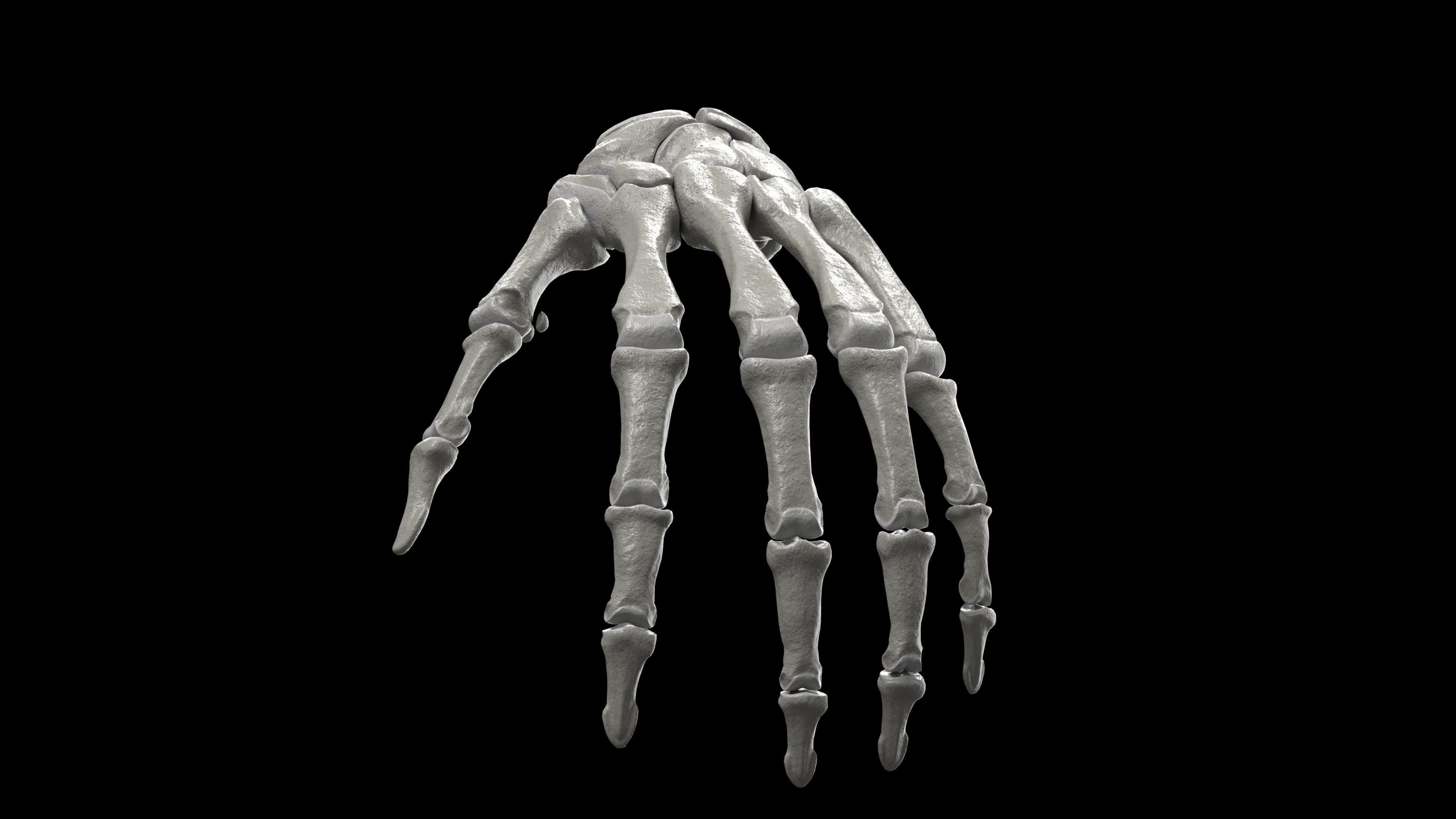 3D model Human Arm Bones - Homerus - Ulna - Radius - Hand VR / AR / low ...