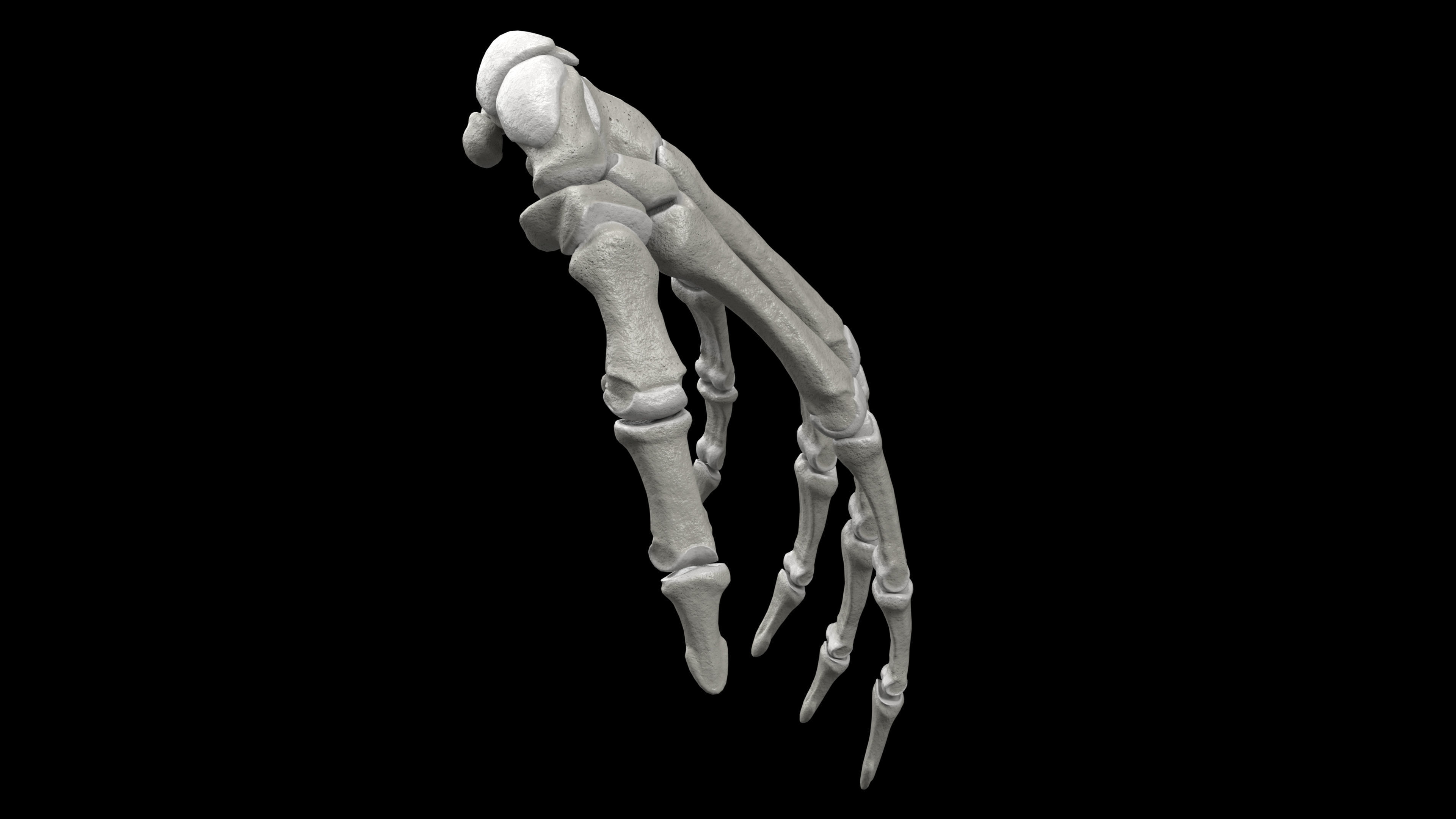 3D model Human Arm Bones - Homerus - Ulna - Radius - Hand VR / AR / low ...