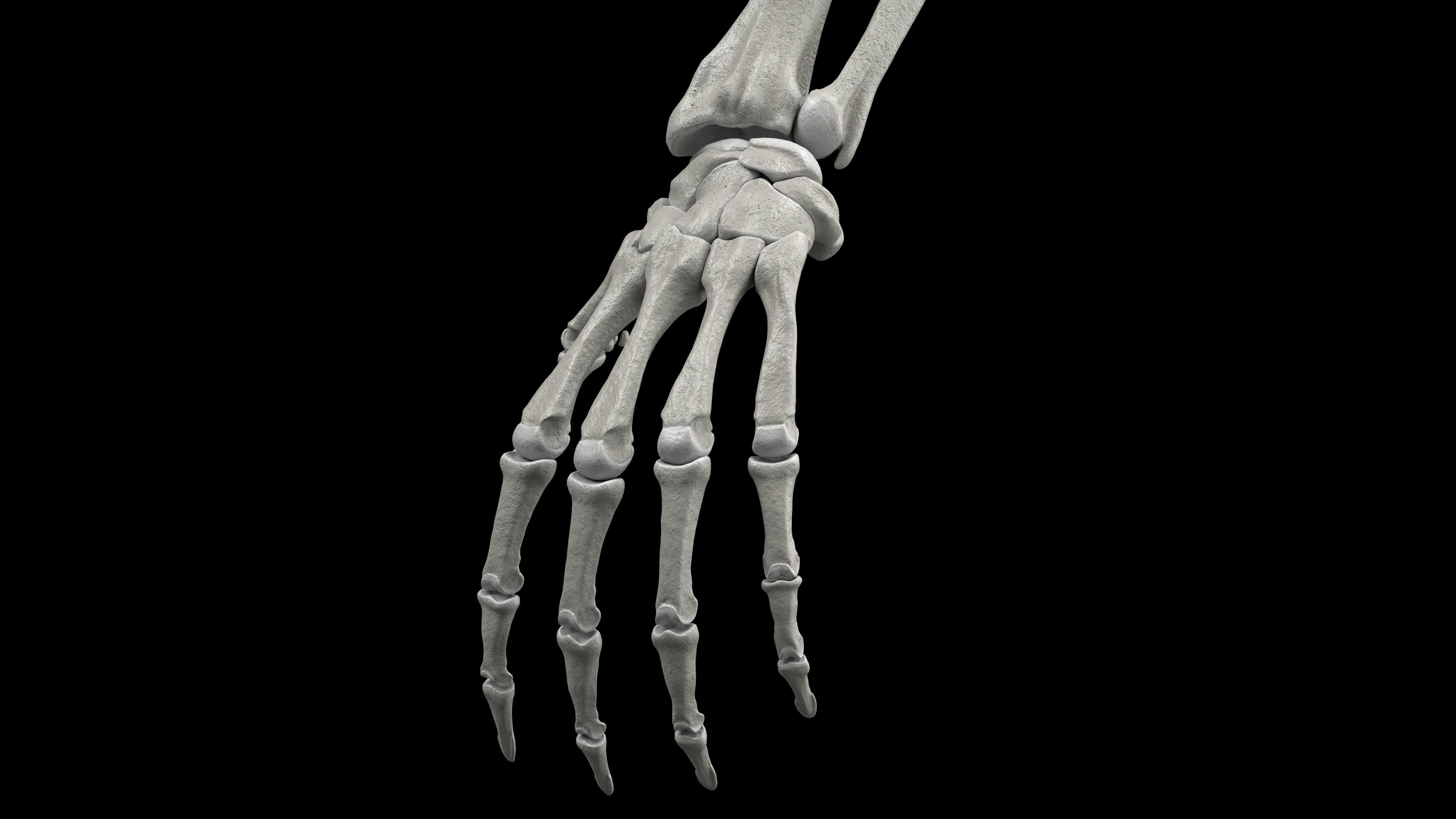 3D model Human Arm Bones - Homerus - Ulna - Radius - Hand VR / AR / low ...