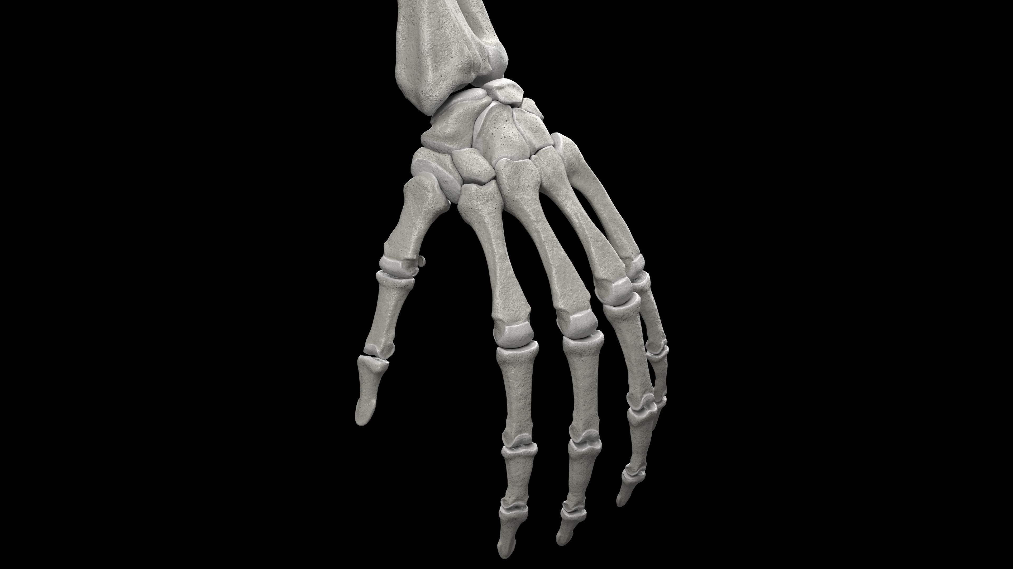 3D model Human Arm Bones - Homerus - Ulna - Radius - Hand VR / AR / low ...