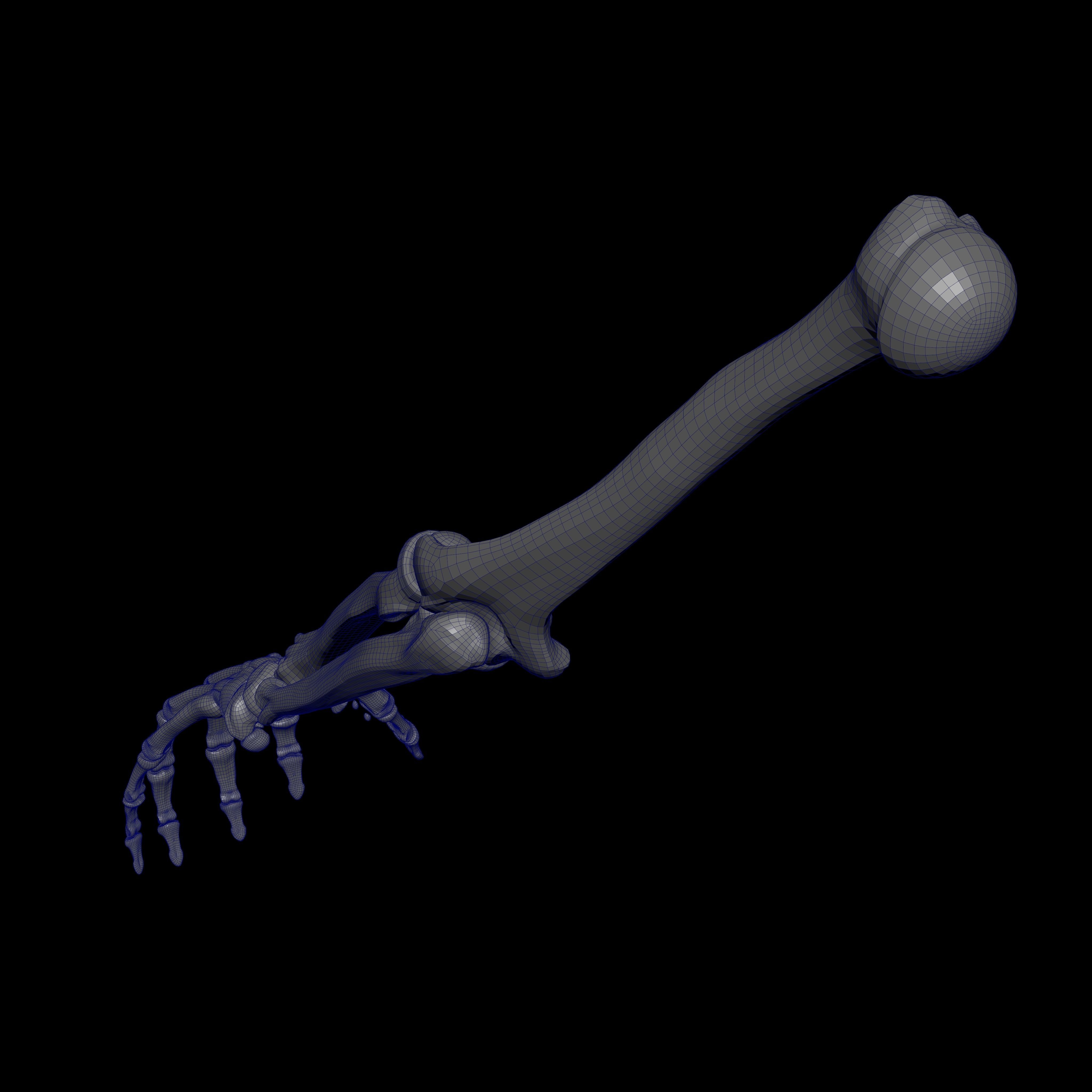 3D model Human Arm Bones - Homerus - Ulna - Radius - Hand VR / AR / low ...