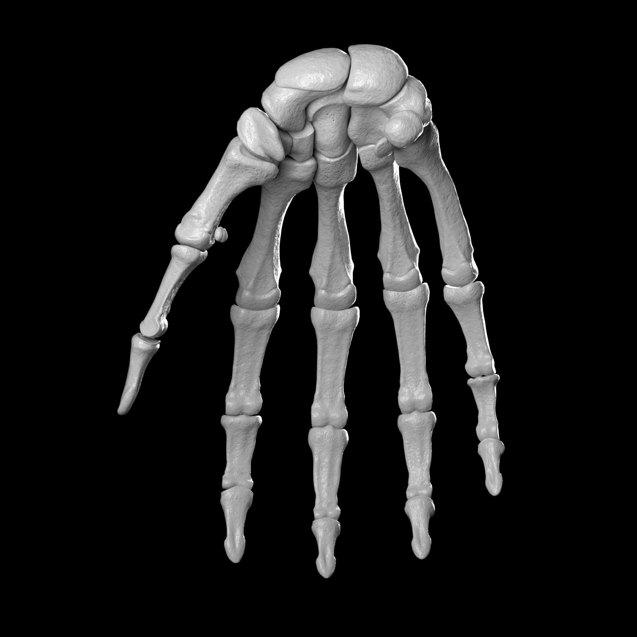 3D model Human Hand Bones VR / AR / low-poly | CGTrader
