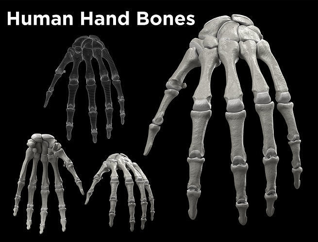 3d Model Human Hand Bones Vr Ar Low Poly Cgtrader