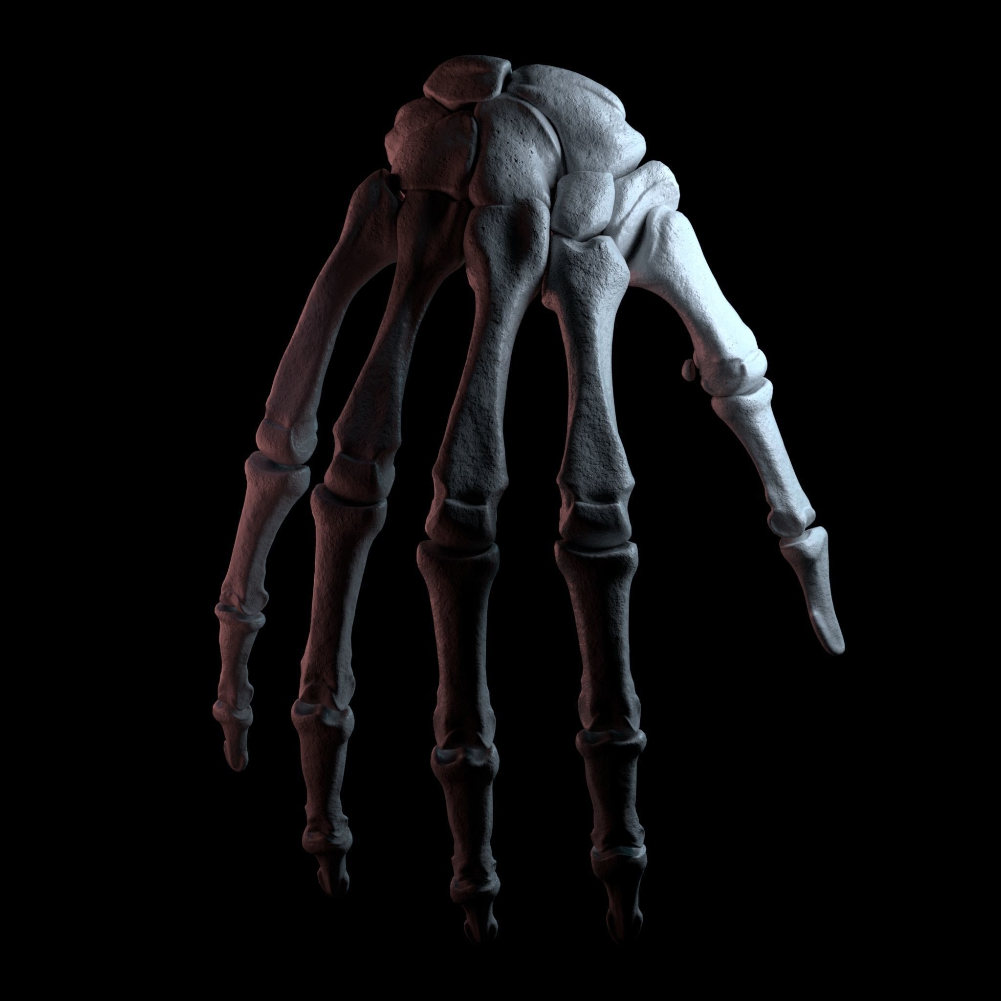 3D model Human Hand Bones VR / AR / low-poly | CGTrader