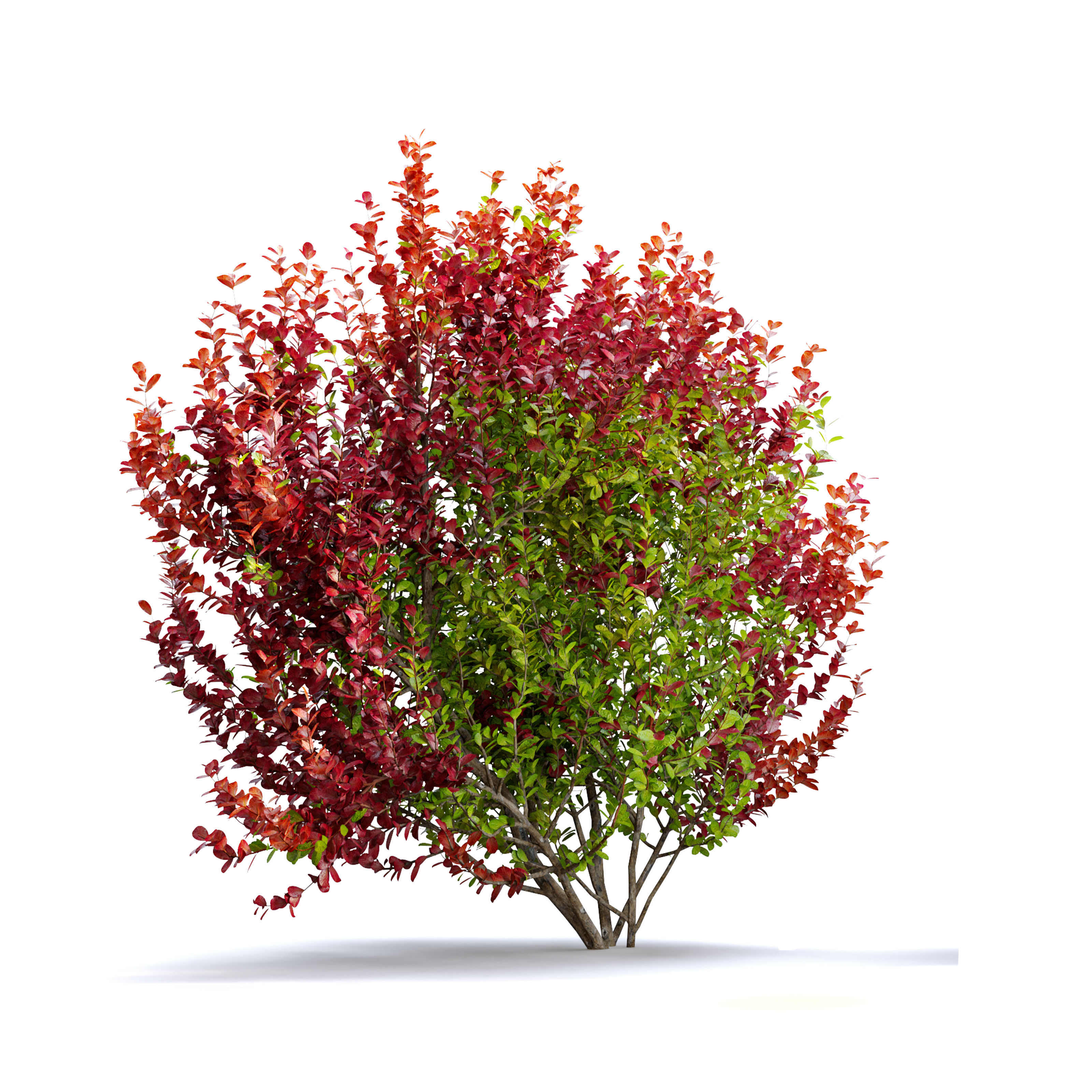 Barberry shrub 3D model | CGTrader