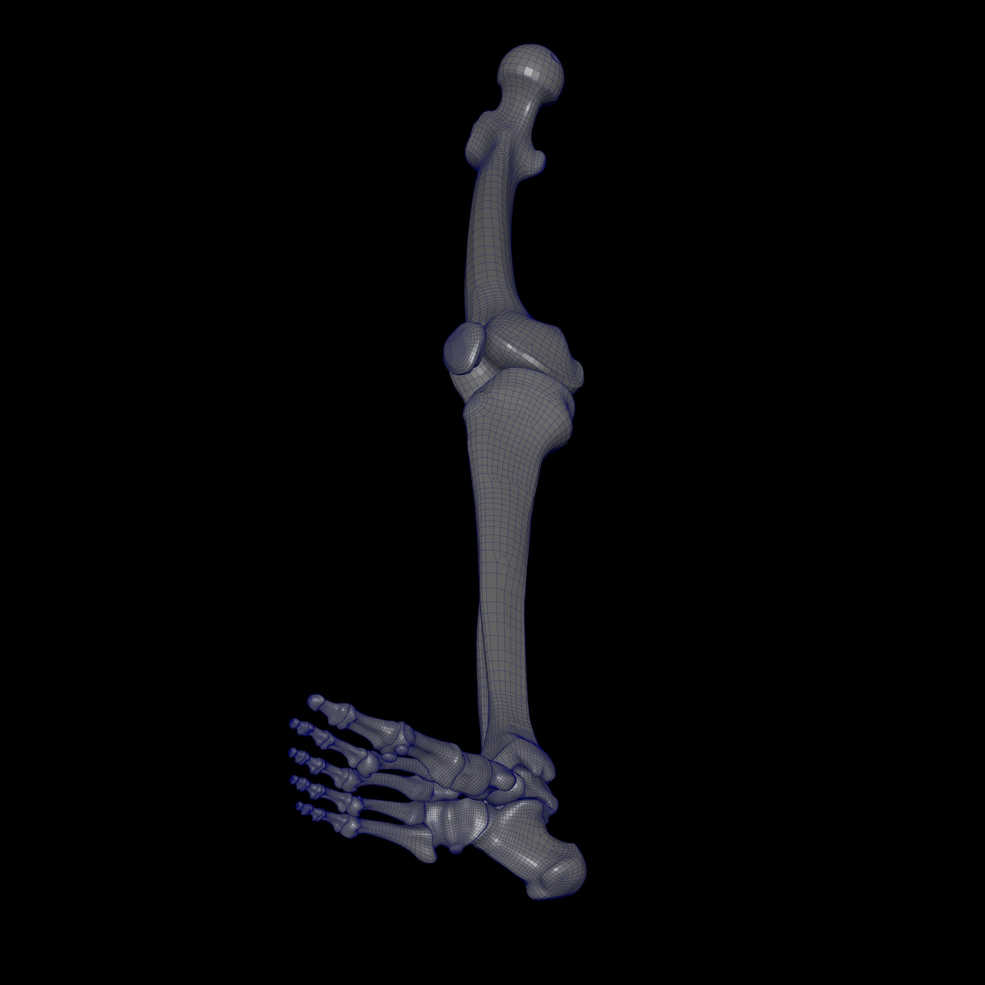 3D model Skeleton Leg - Leg Bones VR / AR / low-poly | CGTrader