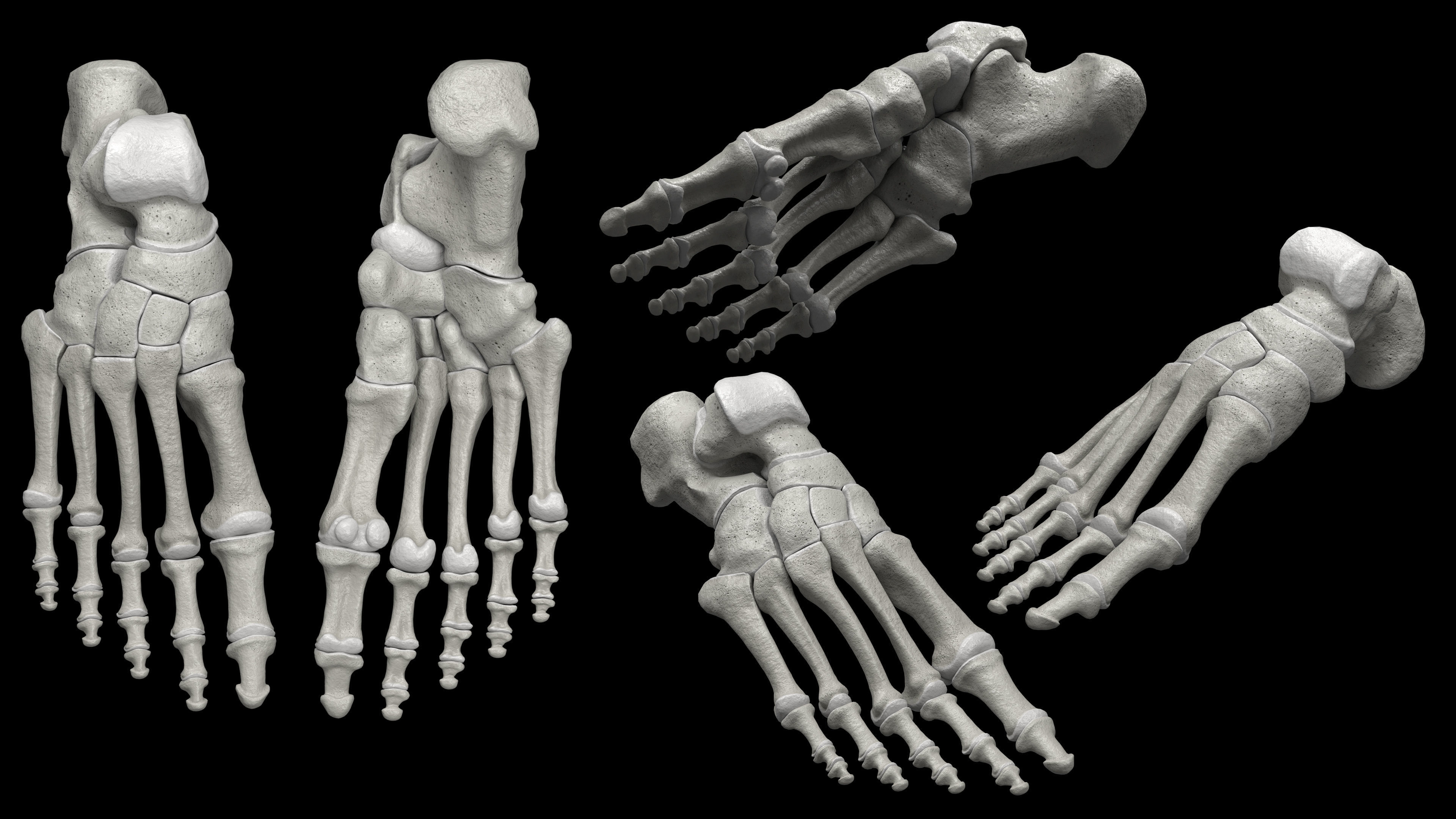 3D model Skeleton Leg - Leg Bones VR / AR / low-poly | CGTrader