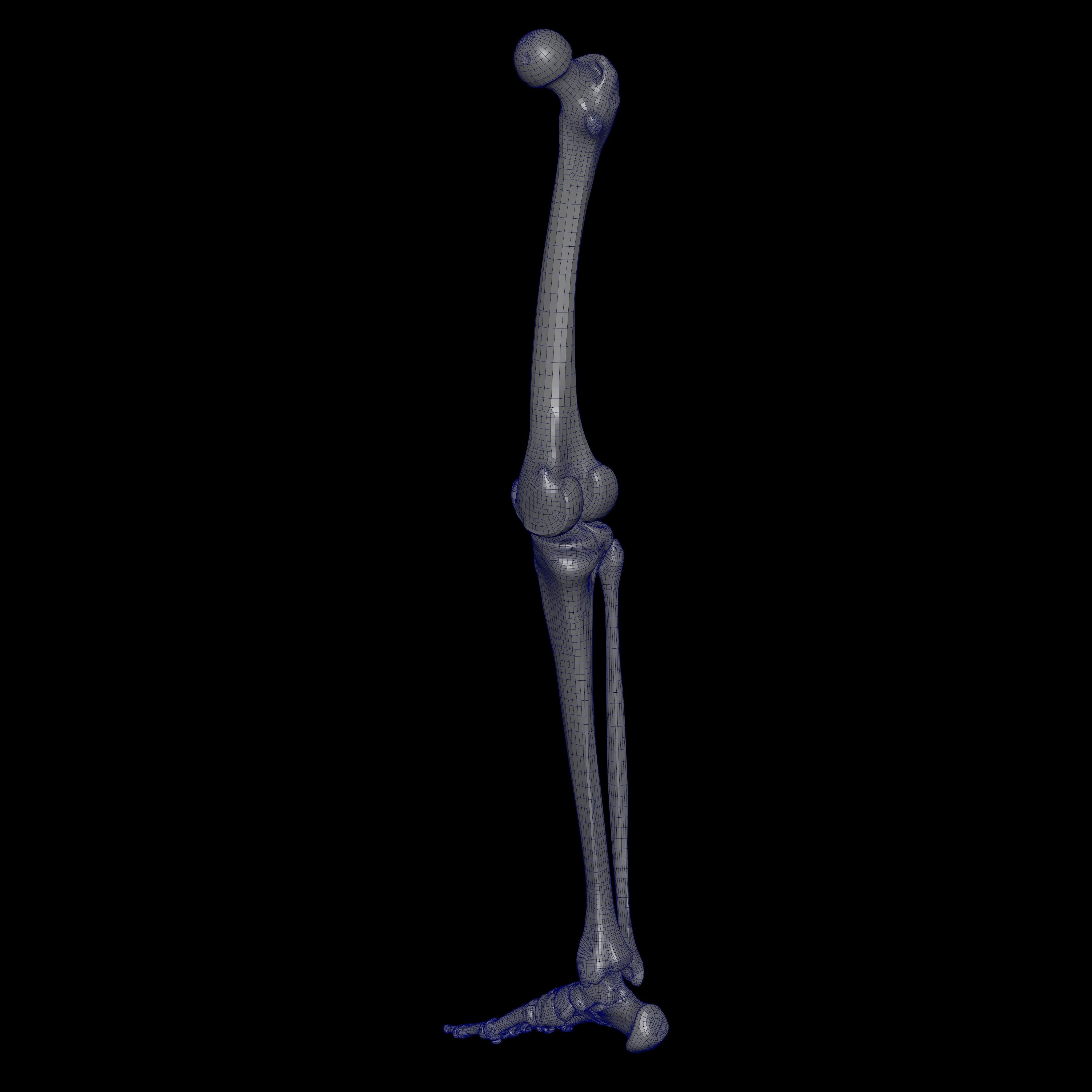 3D model Skeleton Leg - Leg Bones VR / AR / low-poly | CGTrader