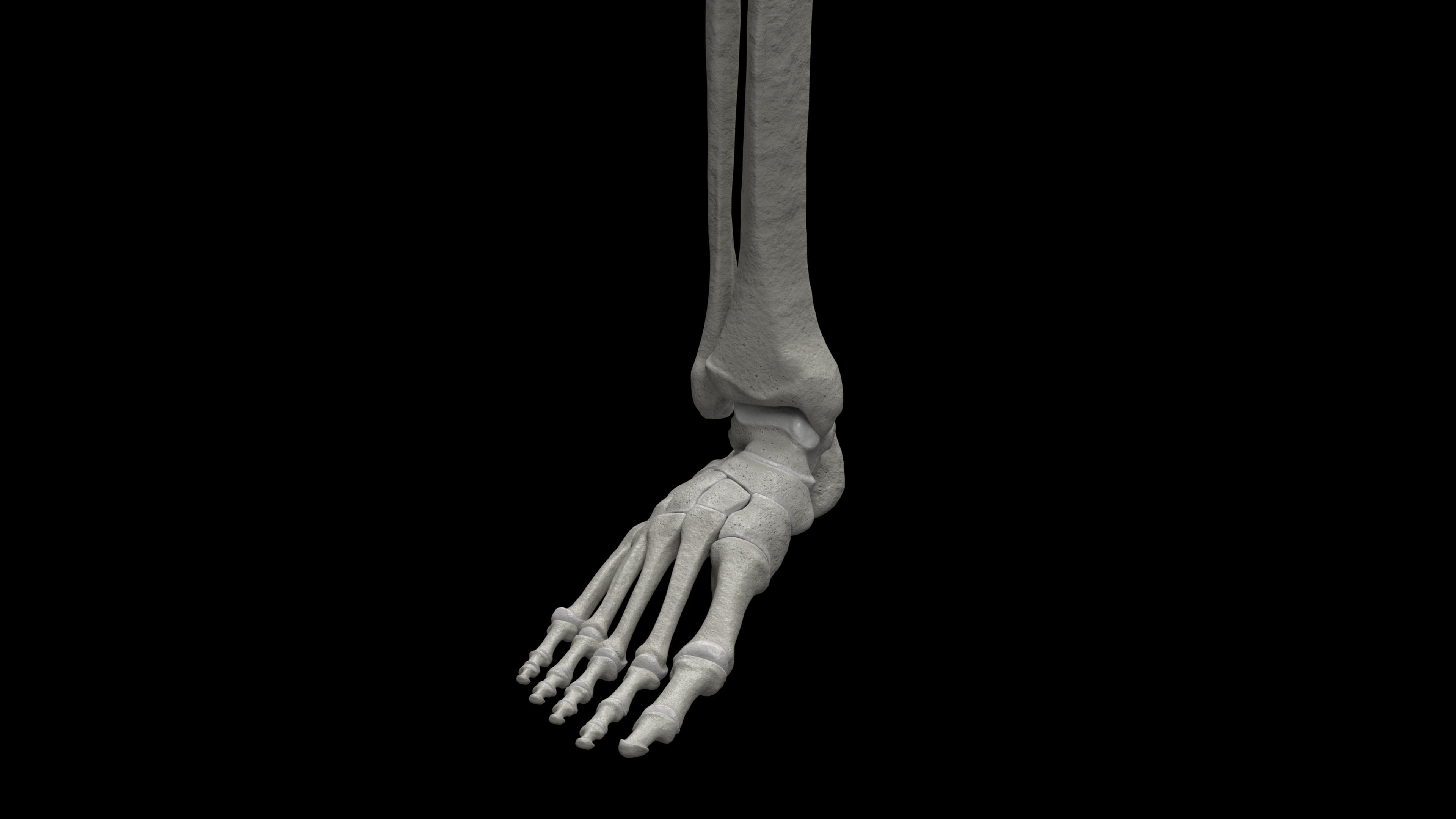 3D model Skeleton Leg - Leg Bones VR / AR / low-poly | CGTrader