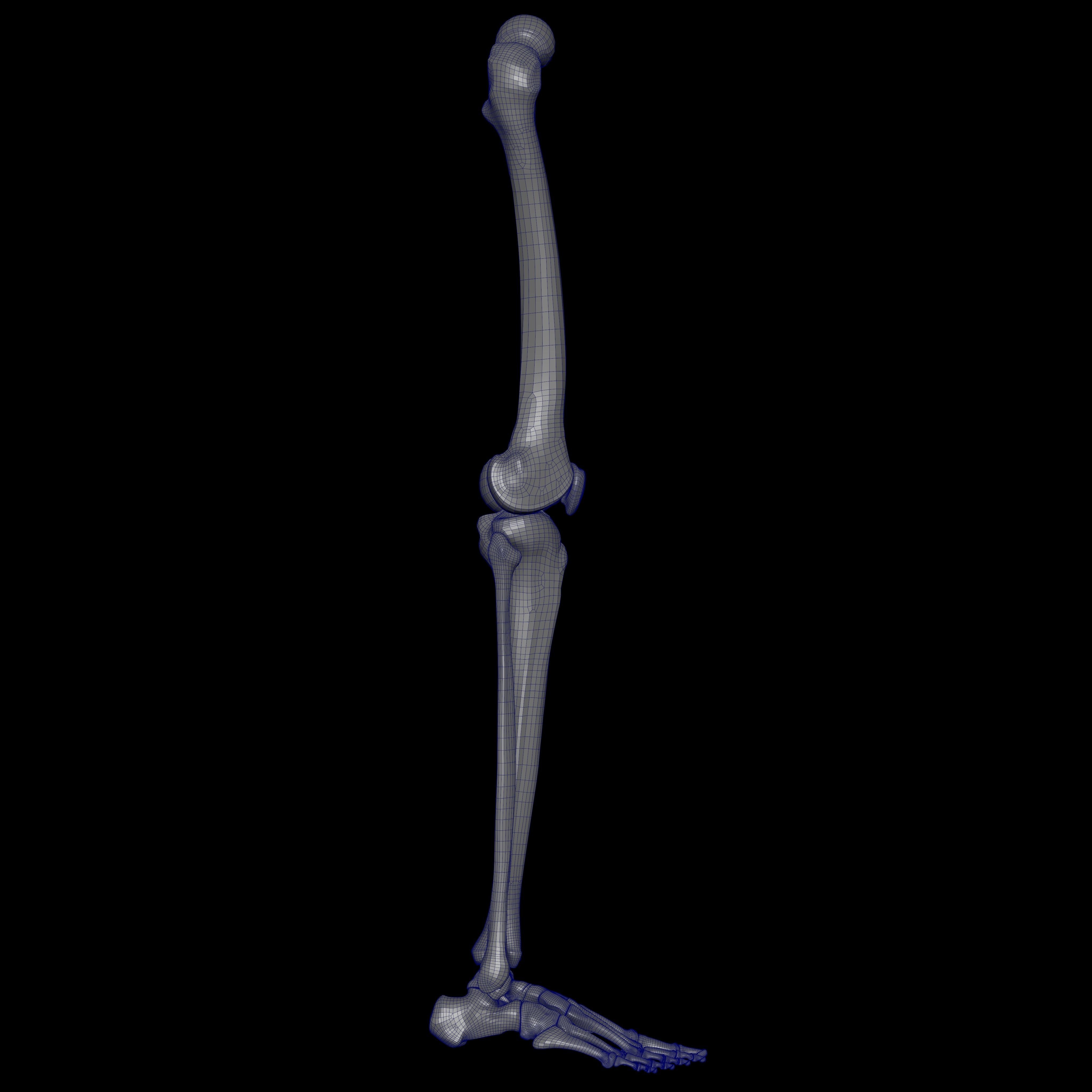 3D model Skeleton Leg - Leg Bones VR / AR / low-poly | CGTrader