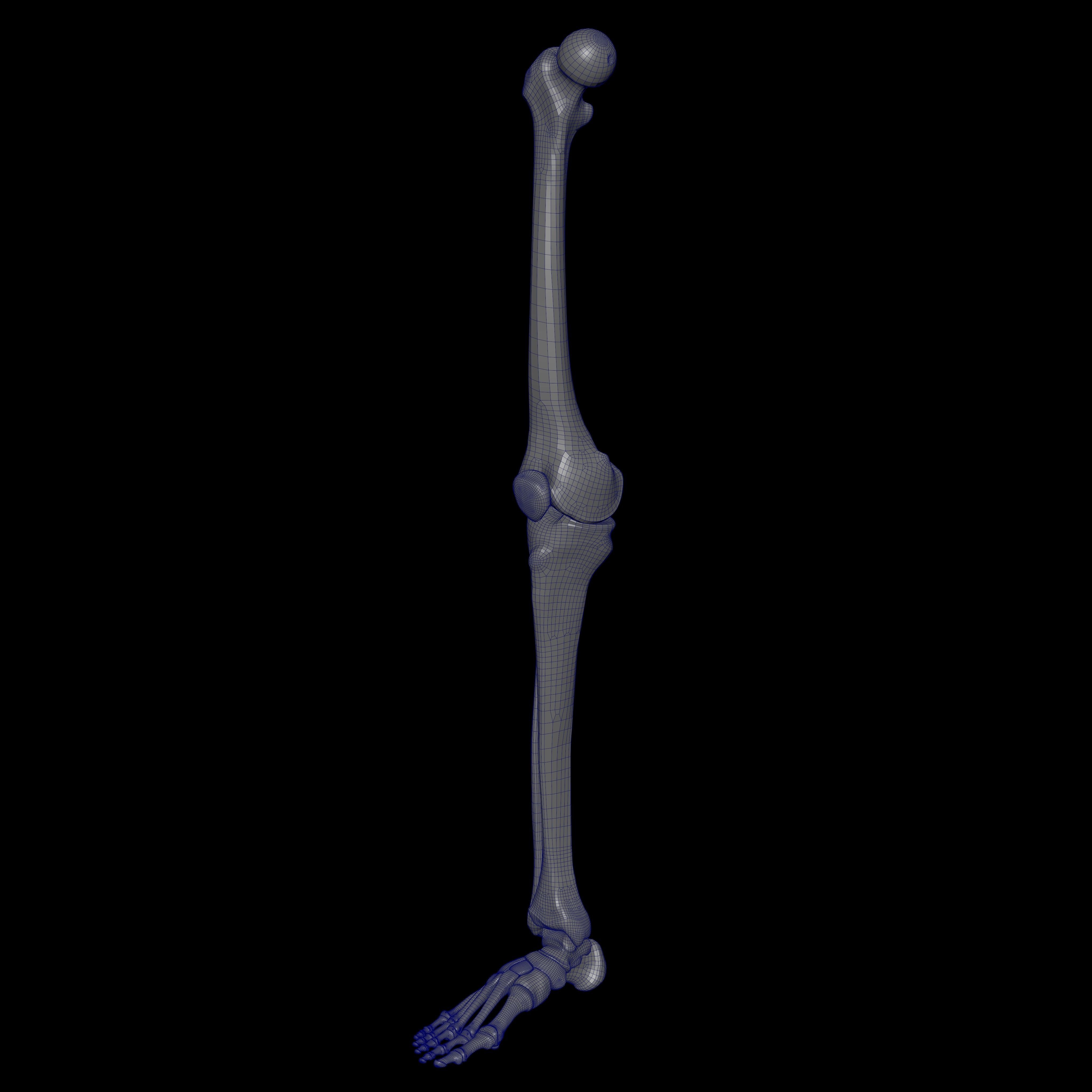 3D model Skeleton Leg - Leg Bones VR / AR / low-poly | CGTrader