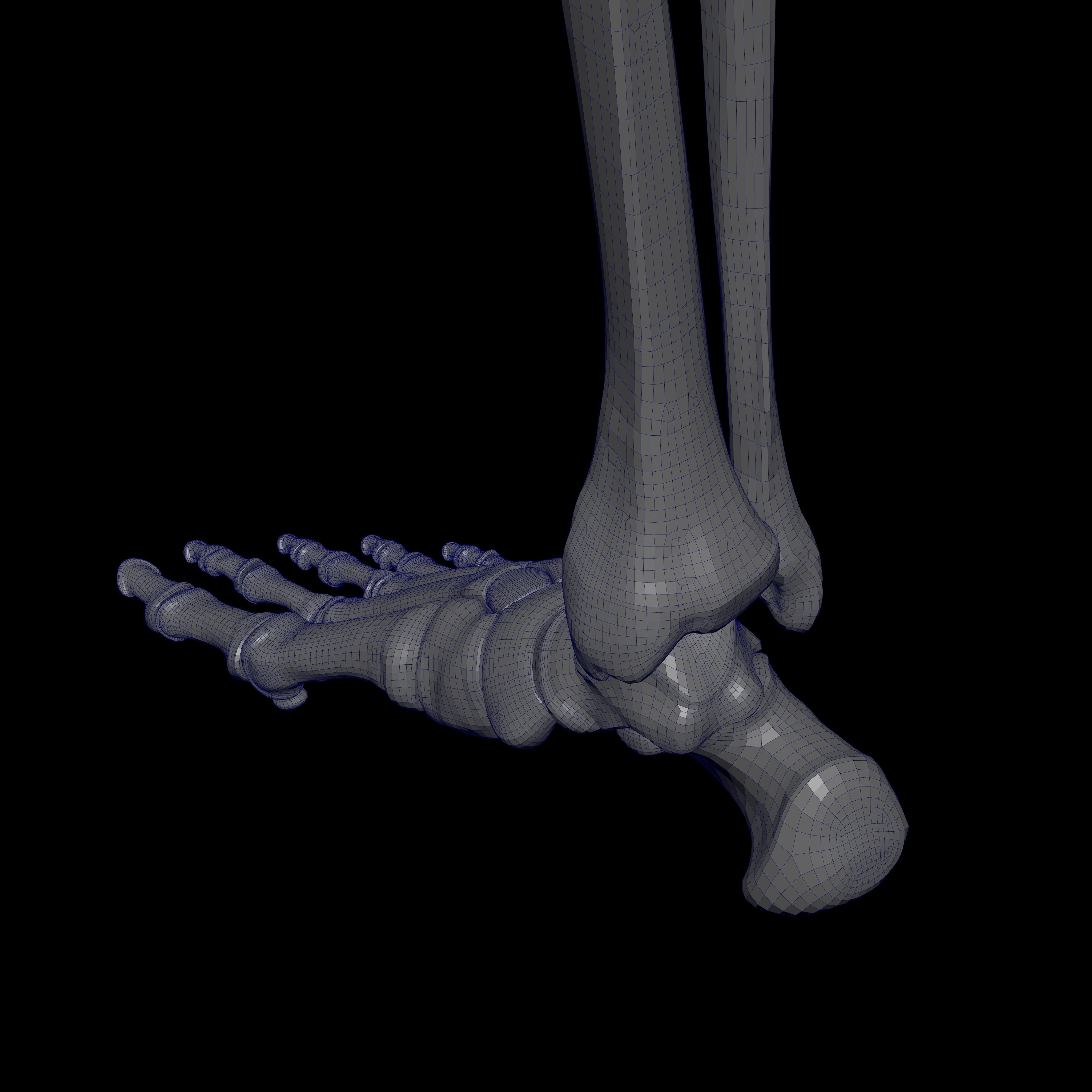 3D model Skeleton Leg - Leg Bones VR / AR / low-poly | CGTrader