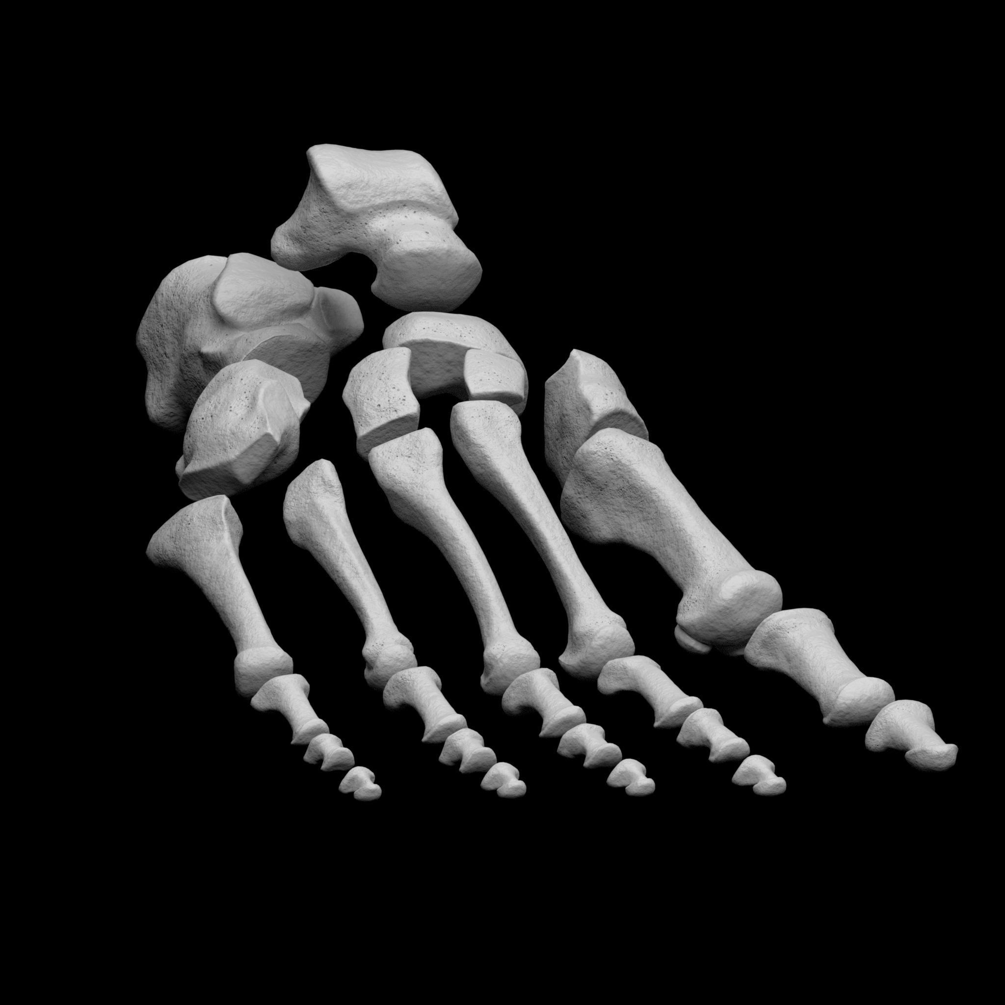 3D model Foot bones - Skeleton Foot VR / AR / low-poly | CGTrader
