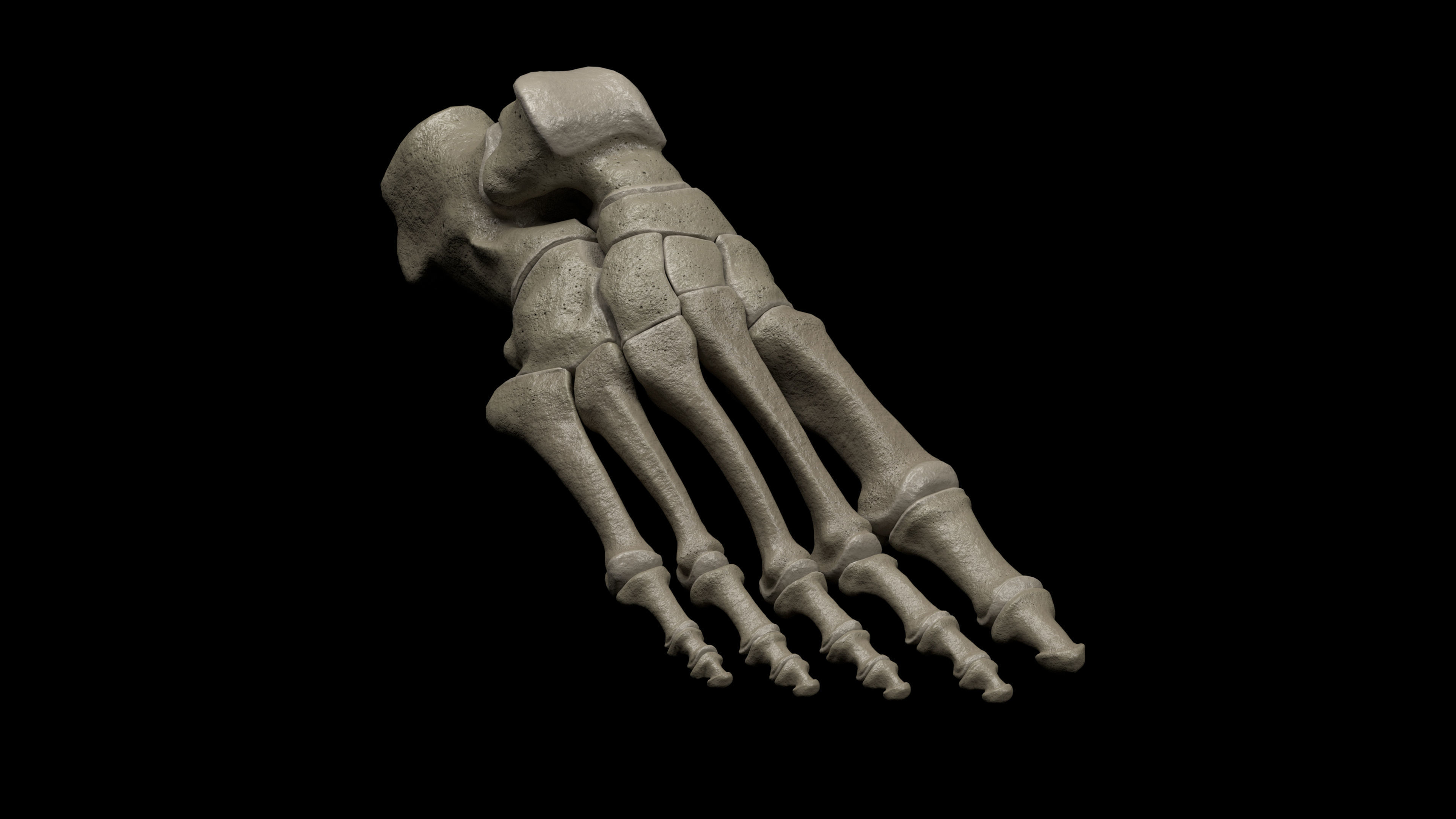 3D model Foot bones - Skeleton Foot VR / AR / low-poly | CGTrader