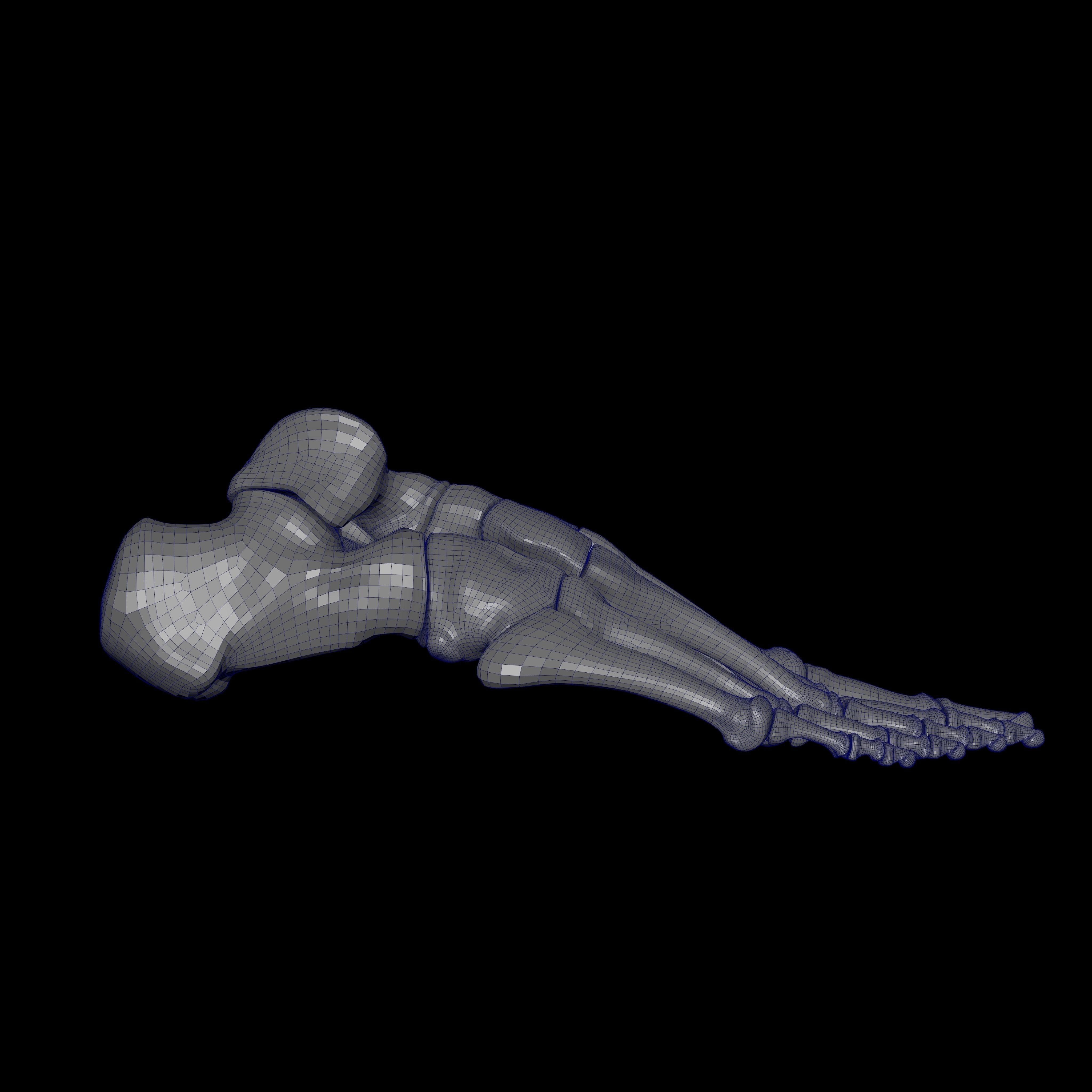 3D model Foot bones - Skeleton Foot VR / AR / low-poly | CGTrader