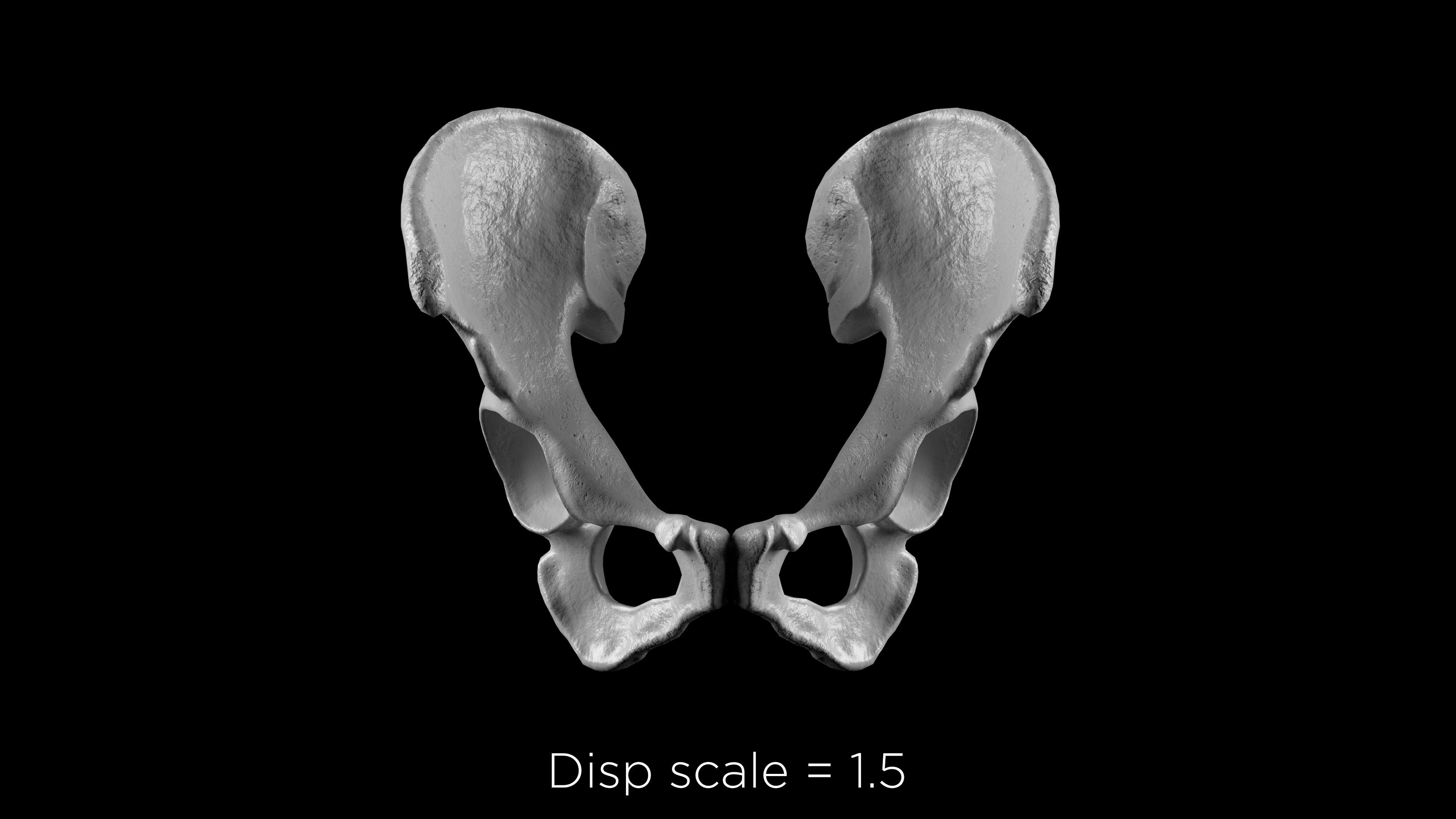 3D model Human Ilium - Hip Bone VR / AR / low-poly | CGTrader