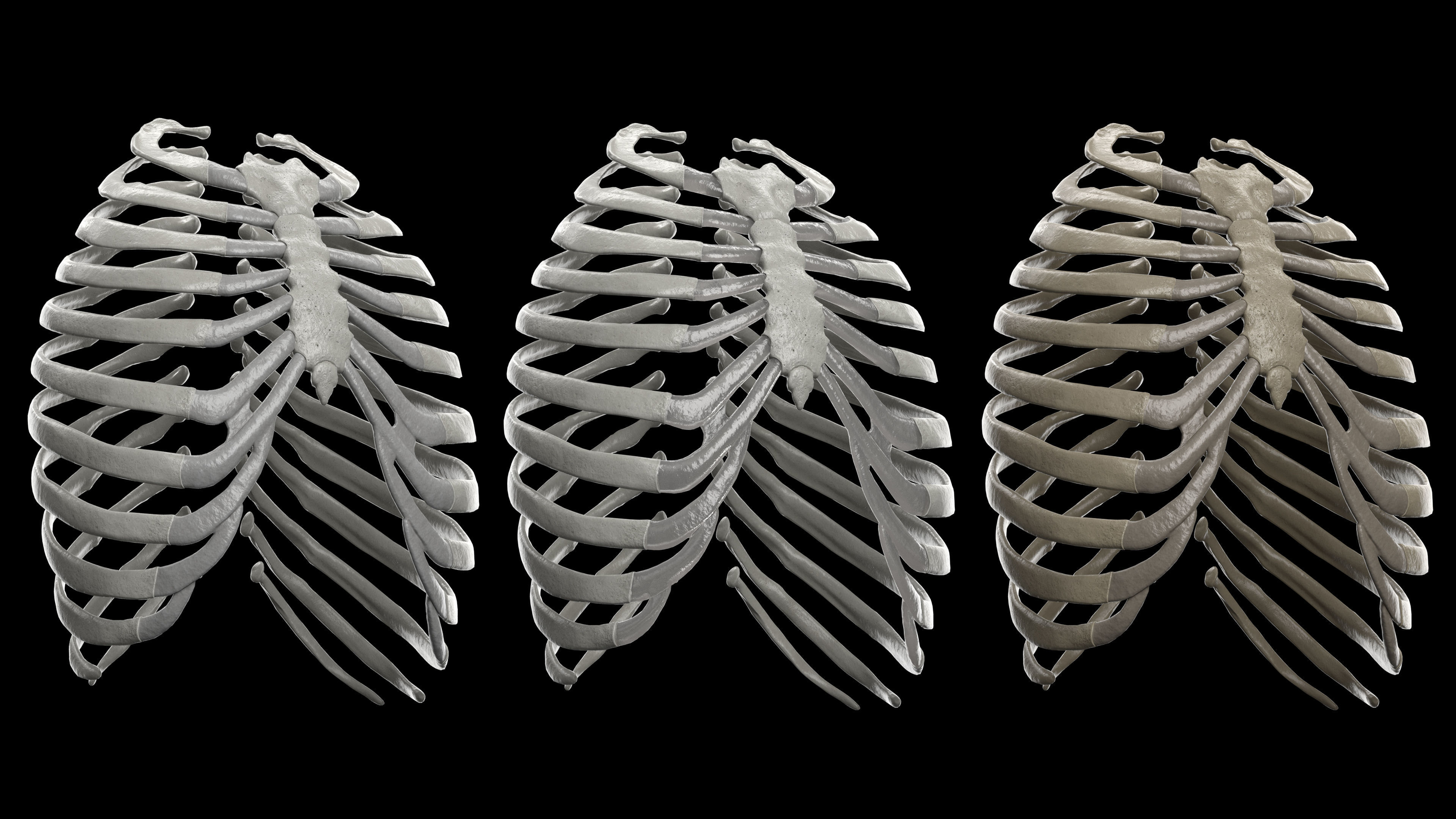 3D model Human Ribcage - Ribs VR / AR / low-poly | CGTrader