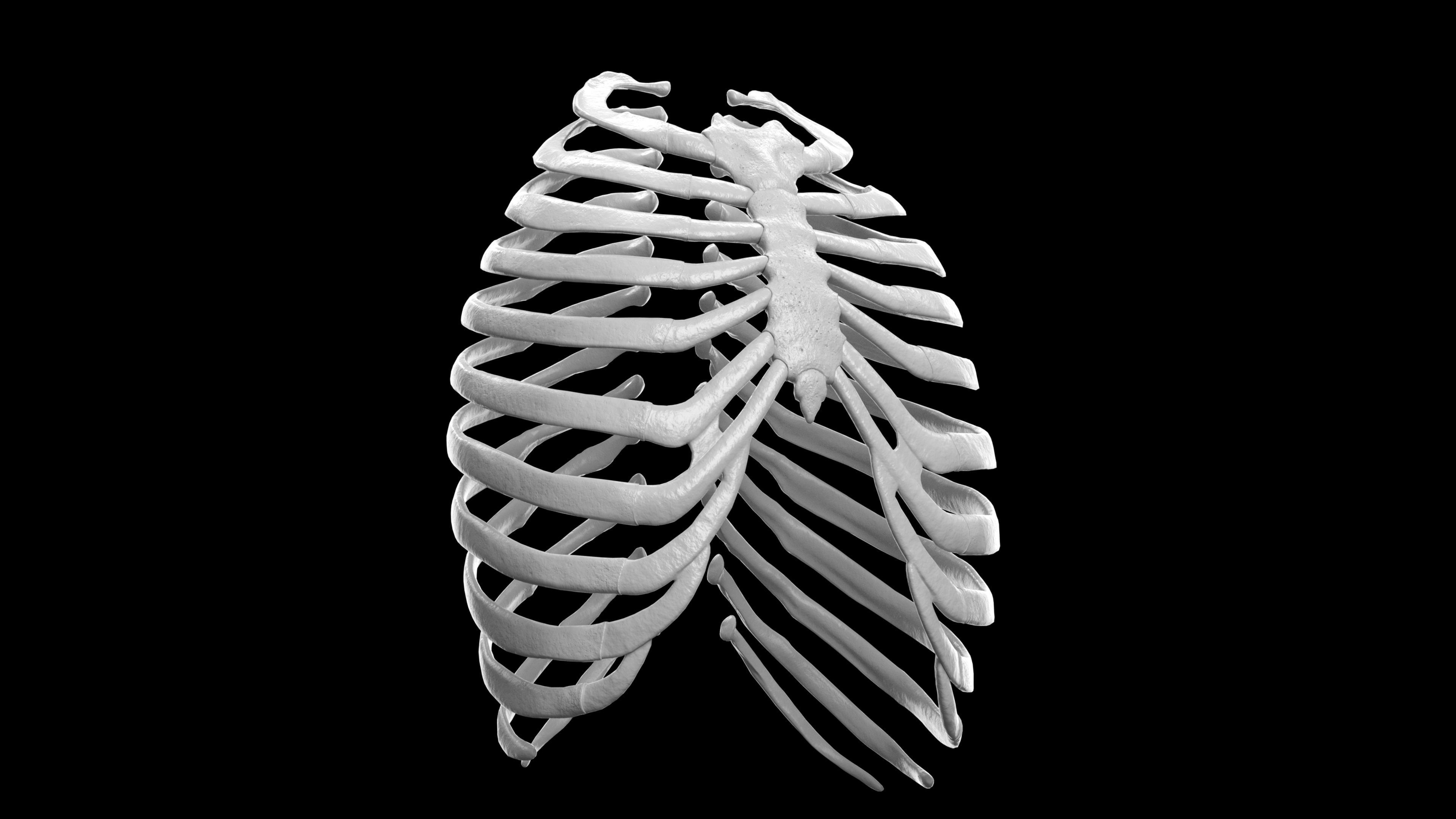 3D model Human Ribcage - Ribs VR / AR / low-poly | CGTrader