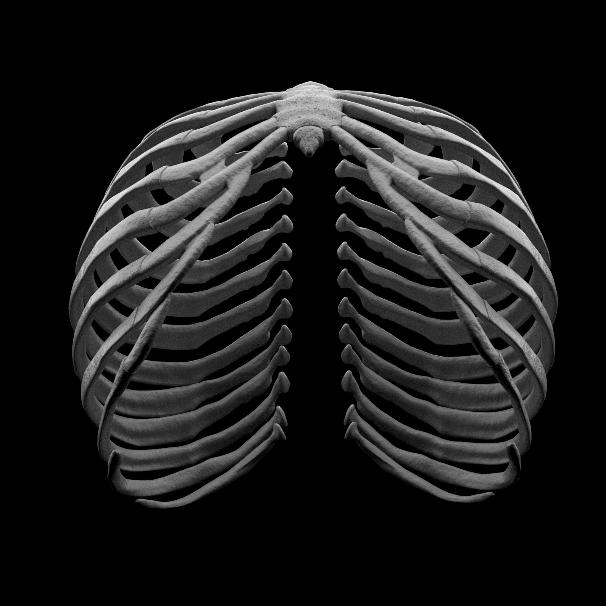 3D model Human Ribcage - Ribs VR / AR / low-poly | CGTrader